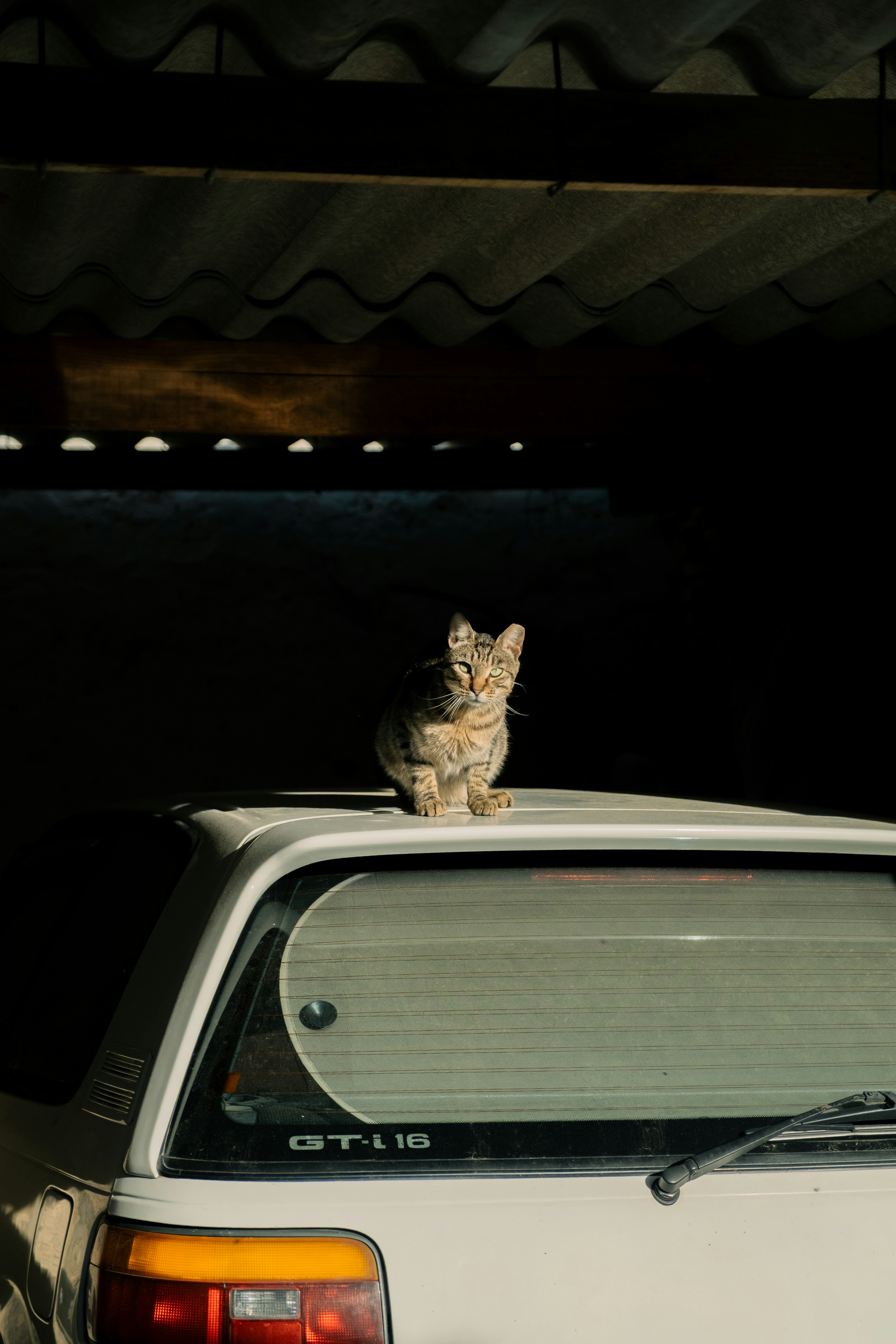 Cat on the Roof: Neon Silhouette in the Carport