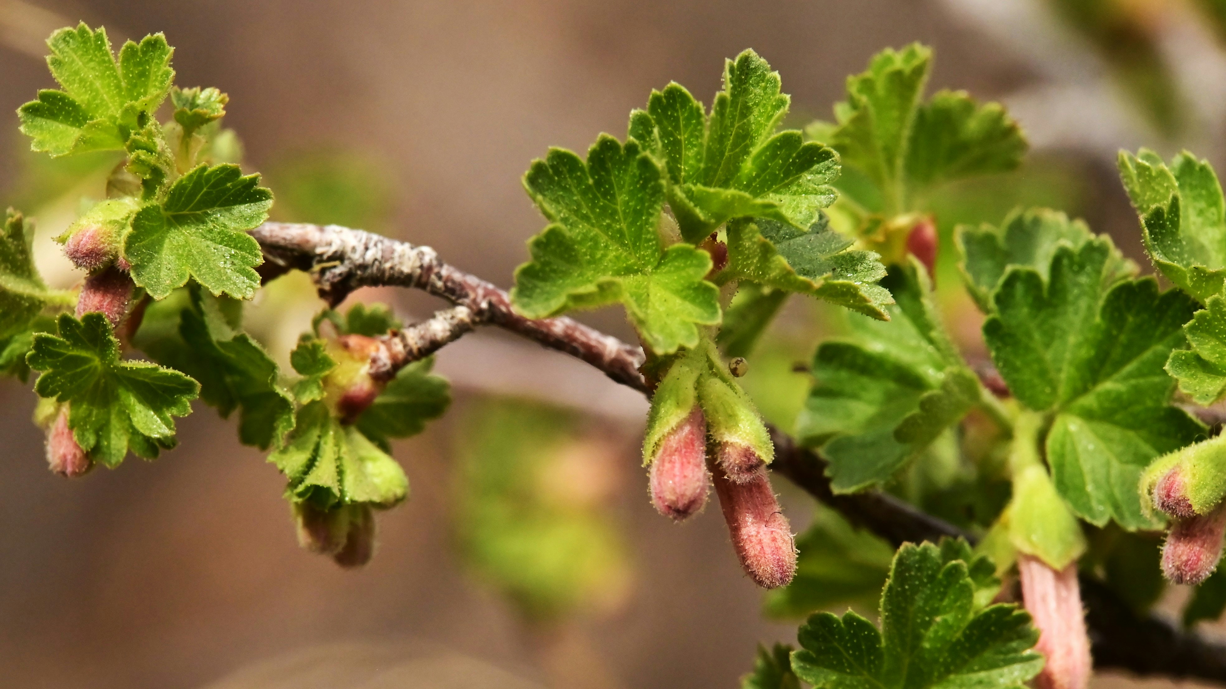 Pink-tipped gooseberry buds cling to a sunlit branch