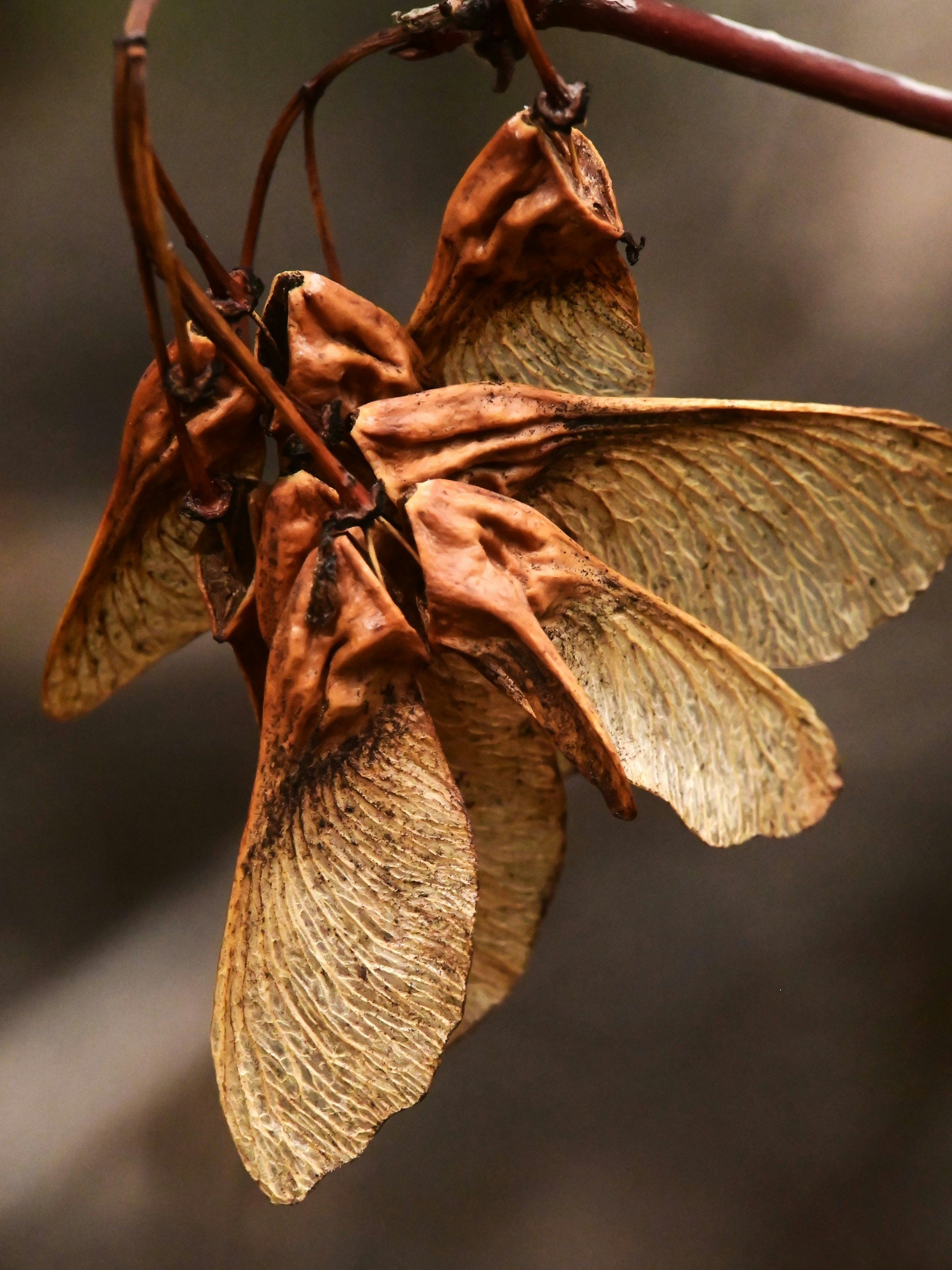 Withered Petals: A Quiet Close-up of Decay and Texture