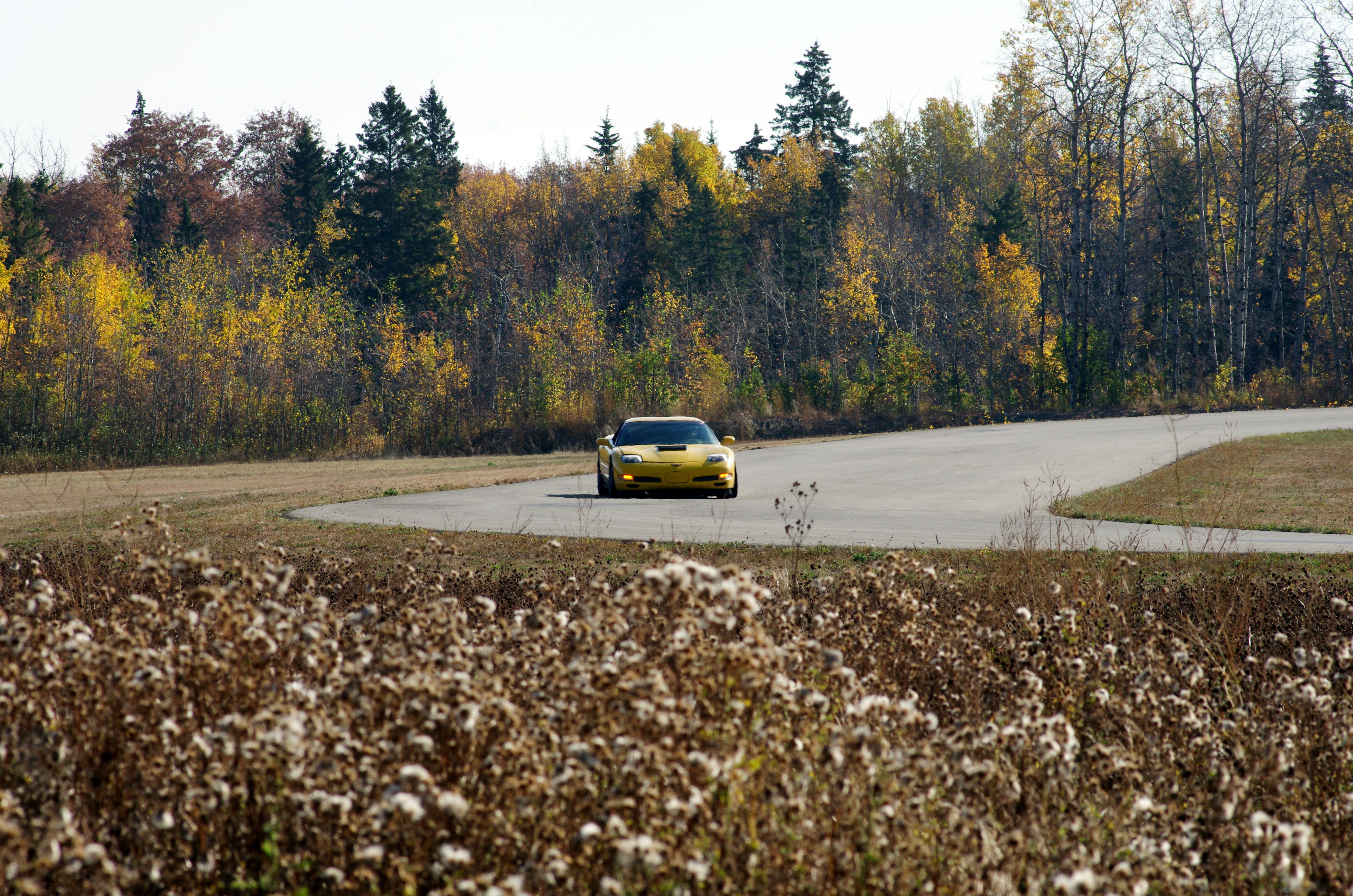 Golden Coupe on a Wind-Swept Bend