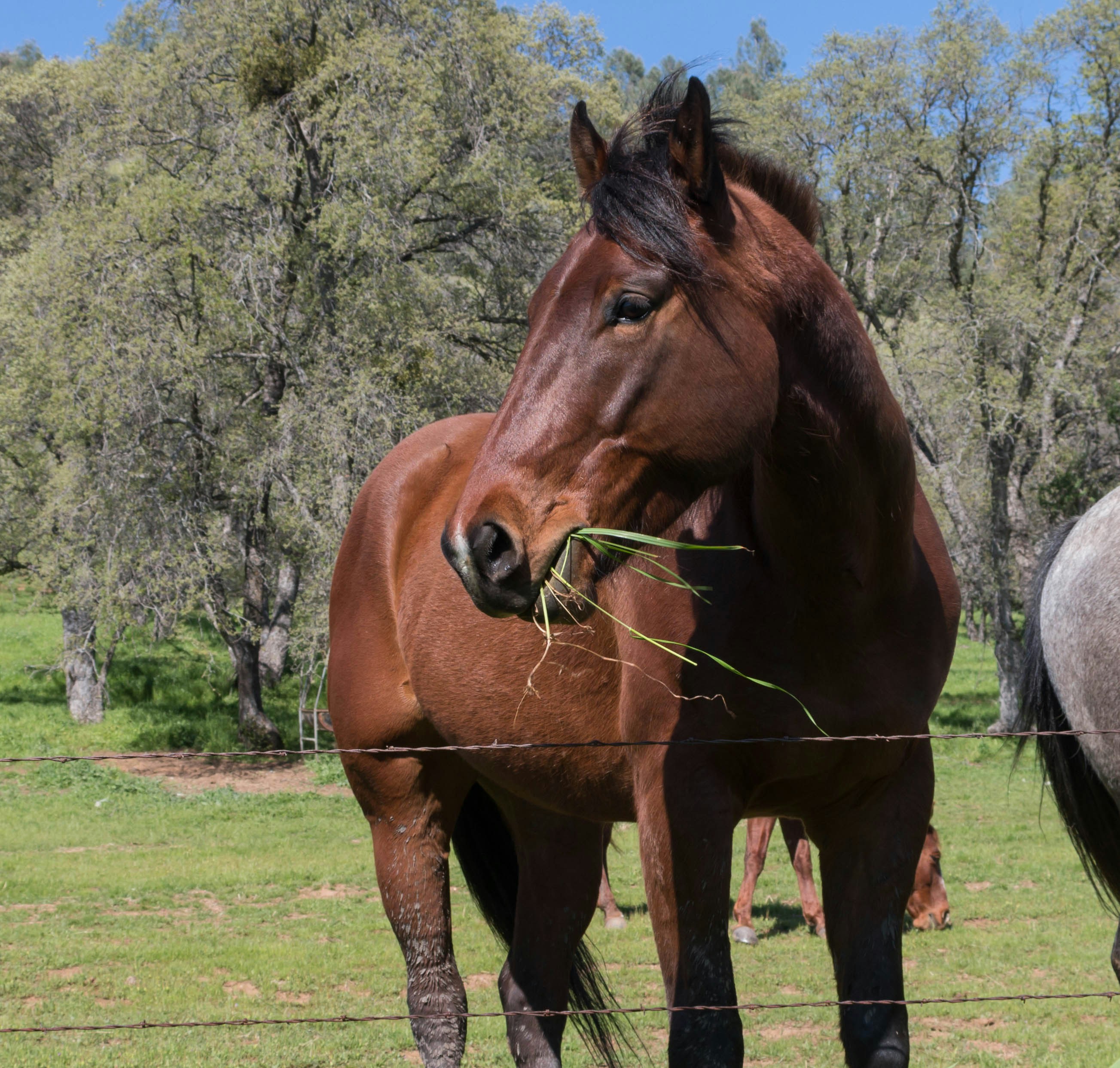 Bay Field Portrait: Horse in Quiet Pasture with Orange Light
