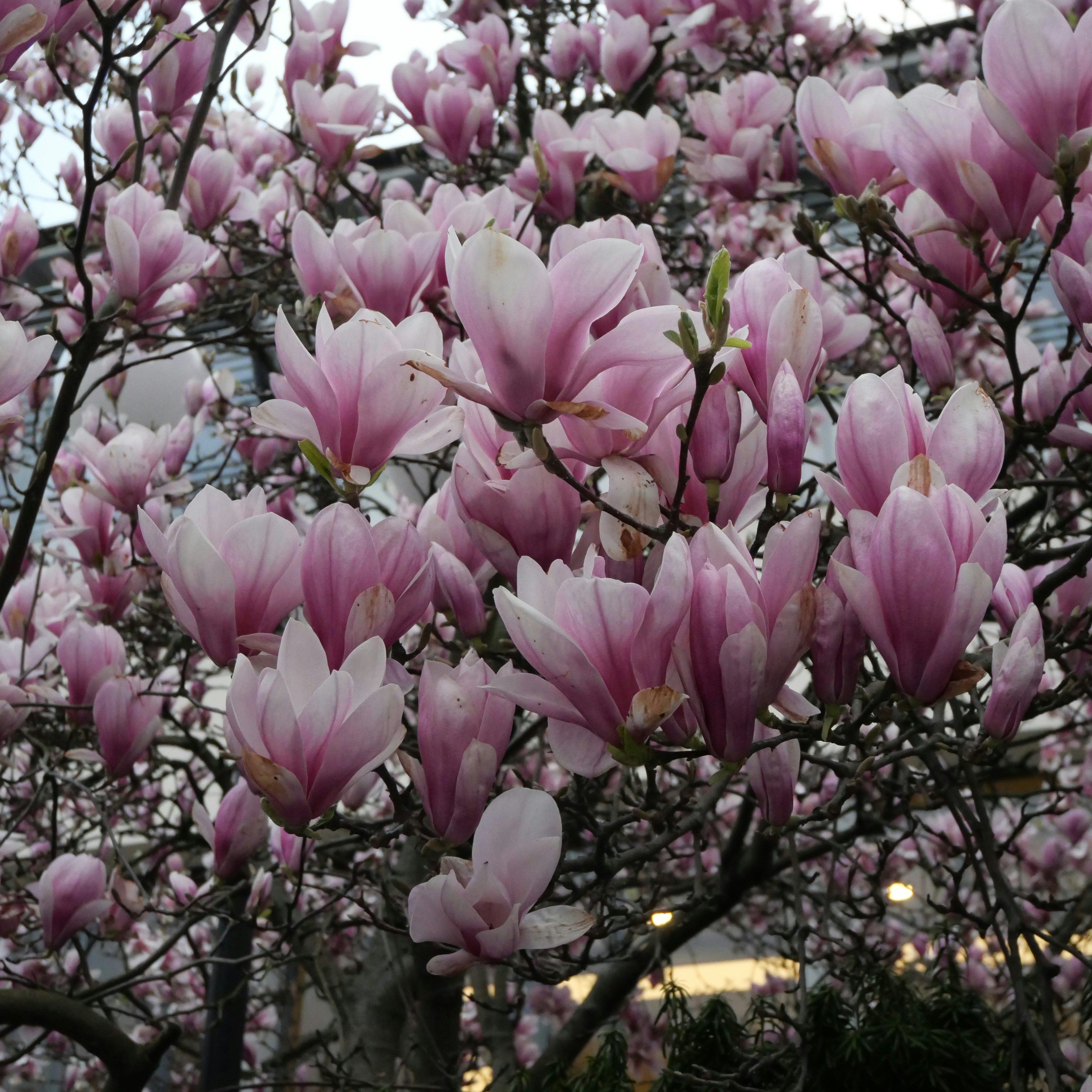 Pink magnolia blossoms on a tree branch
