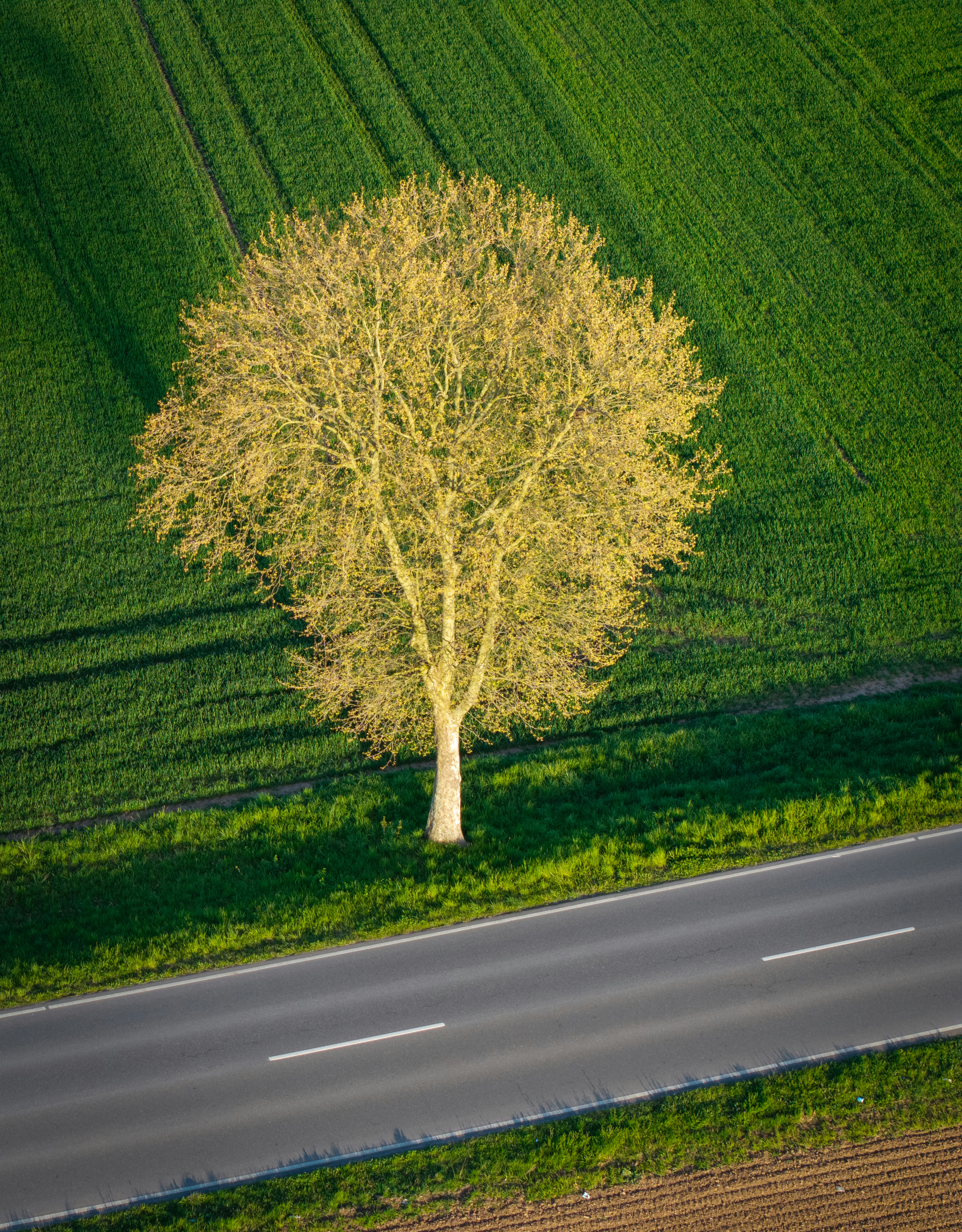 Alone on the Meadow: A Lone Tree Framed by Ridges in Green