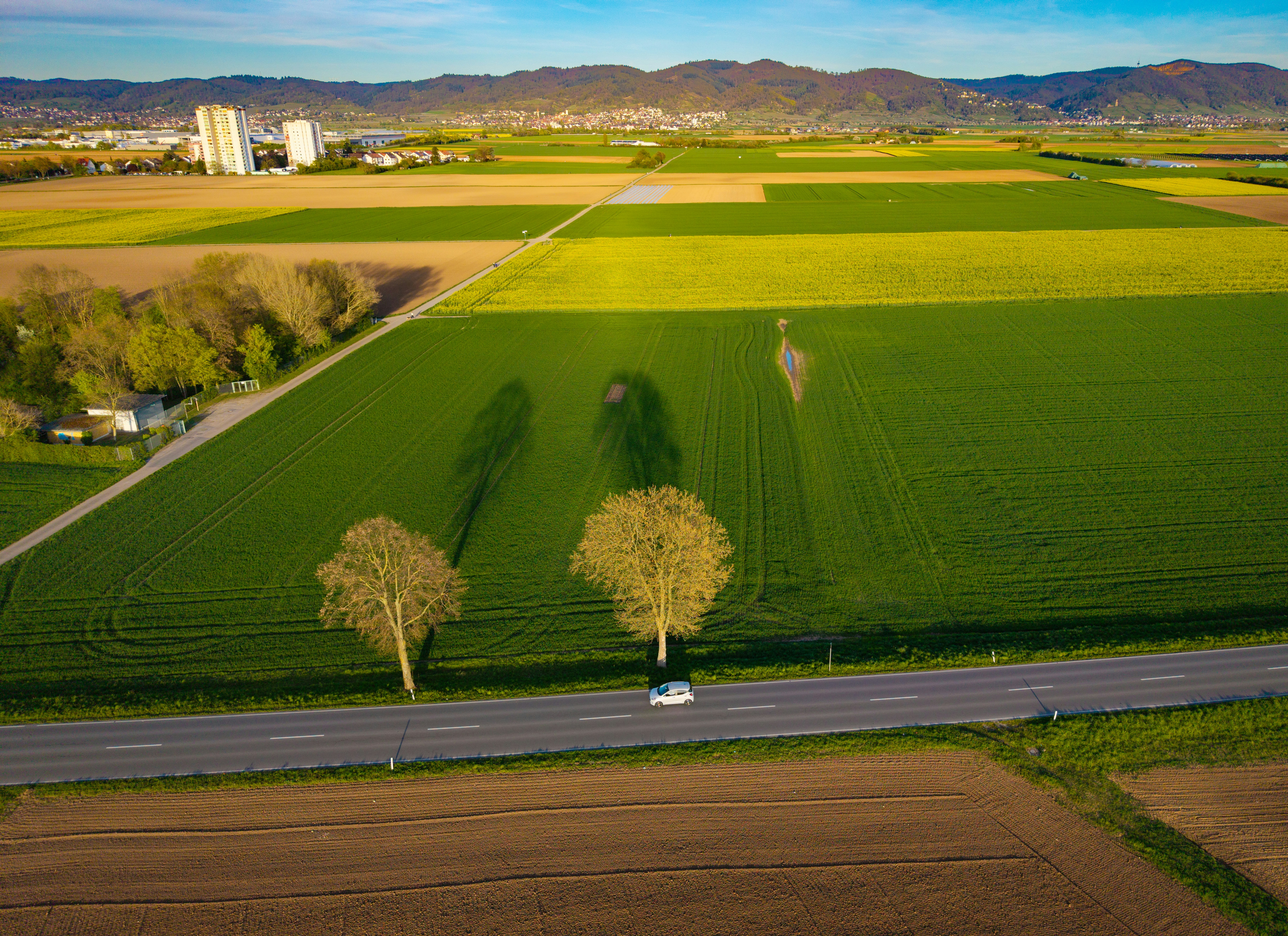 Fields in Golden Light: A Quiet Highway Under The Orchard Trees