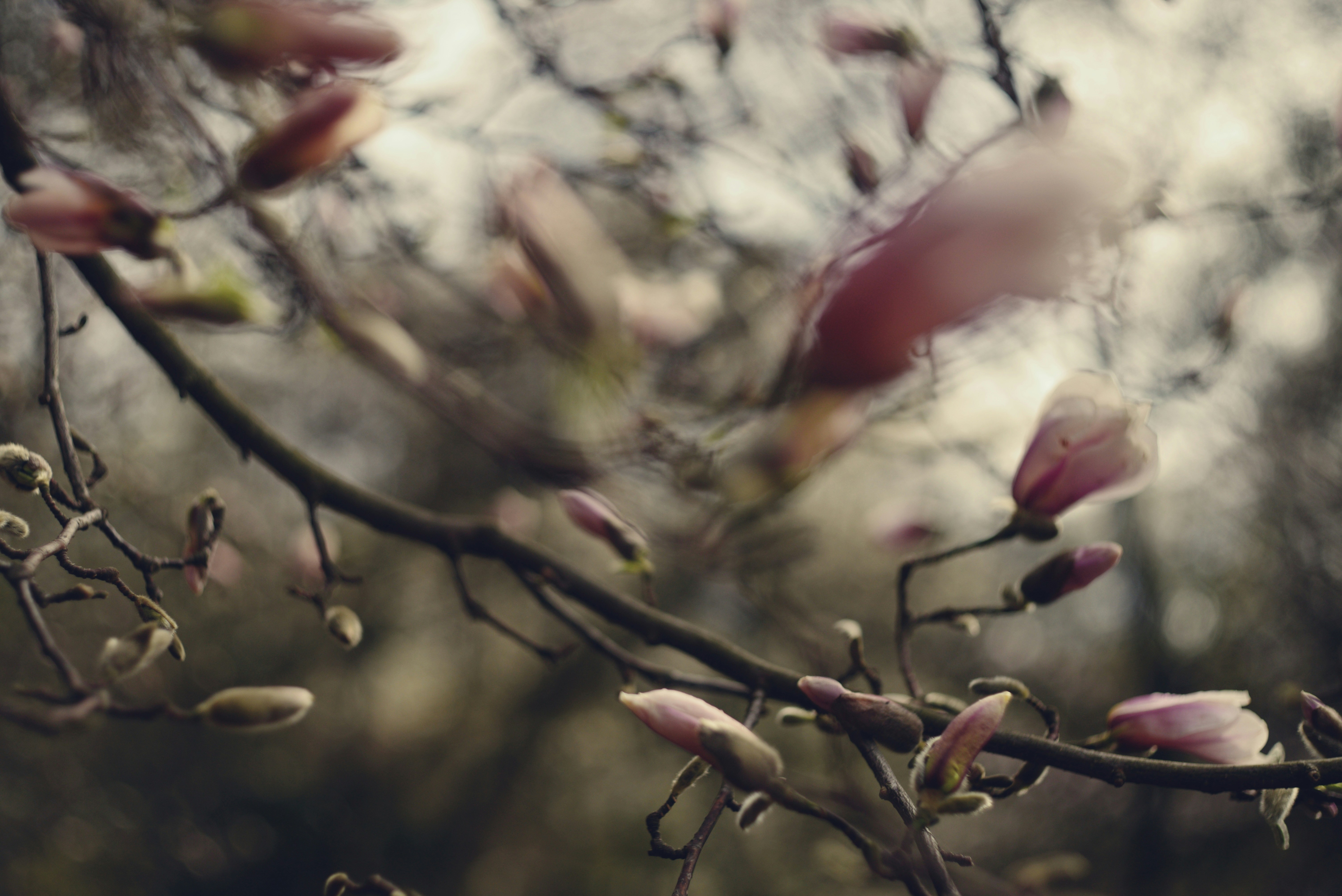 Blooming Buds in a Quiet Moment