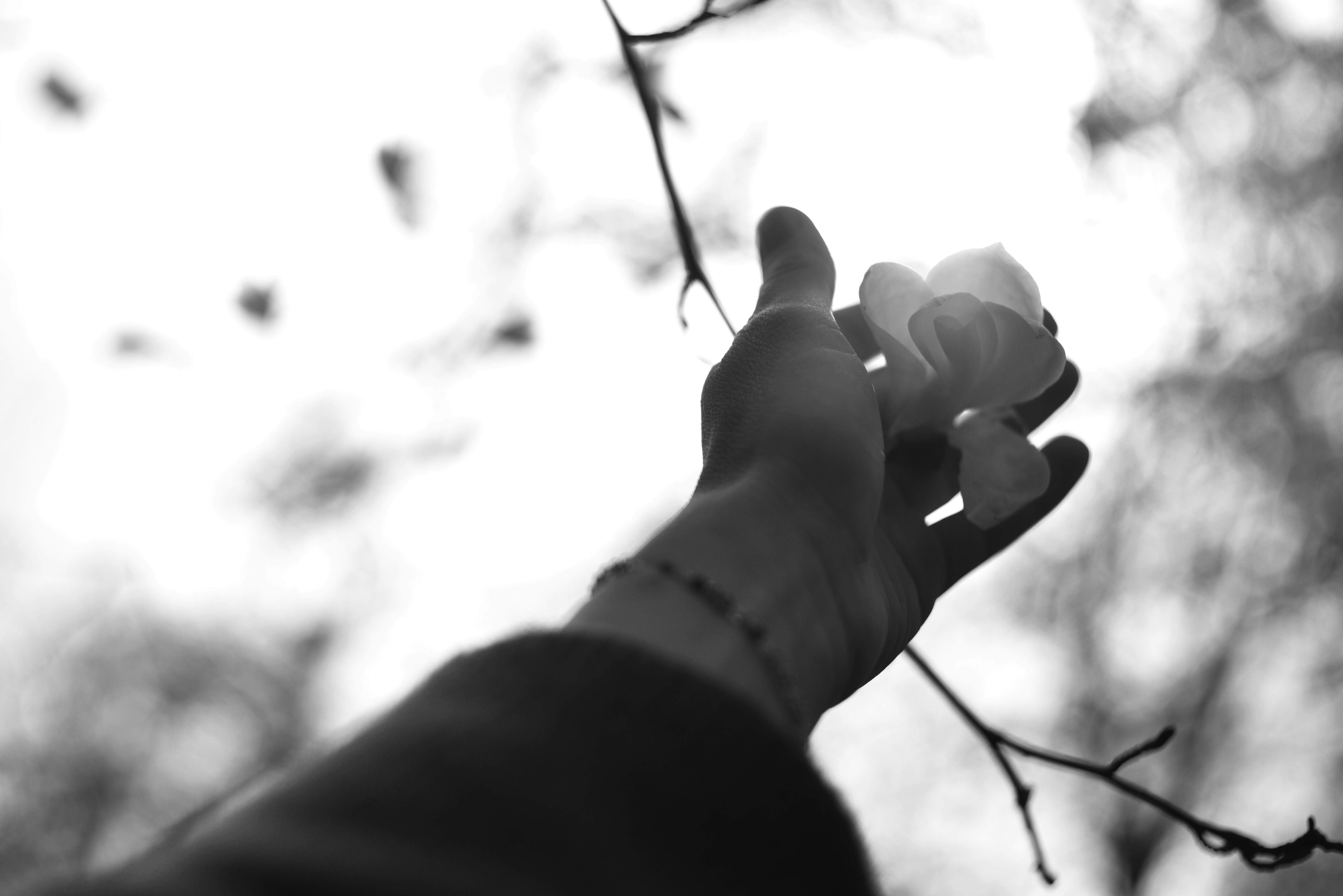 Hand Reaching for Spring: A Thin Branch Grasp in Blur