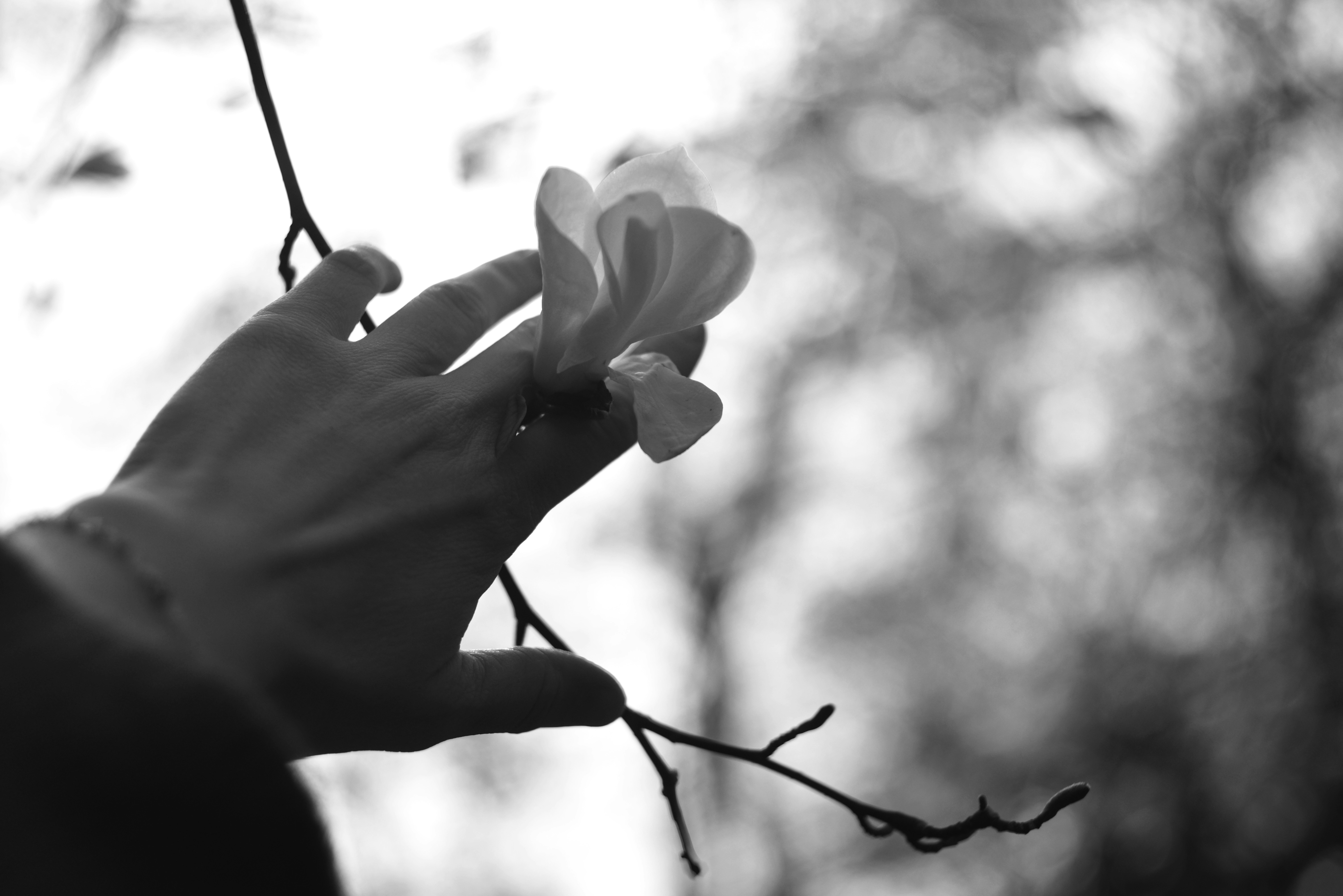 Hand Reaching for a Bloom: A Quiet Moment in Black and White