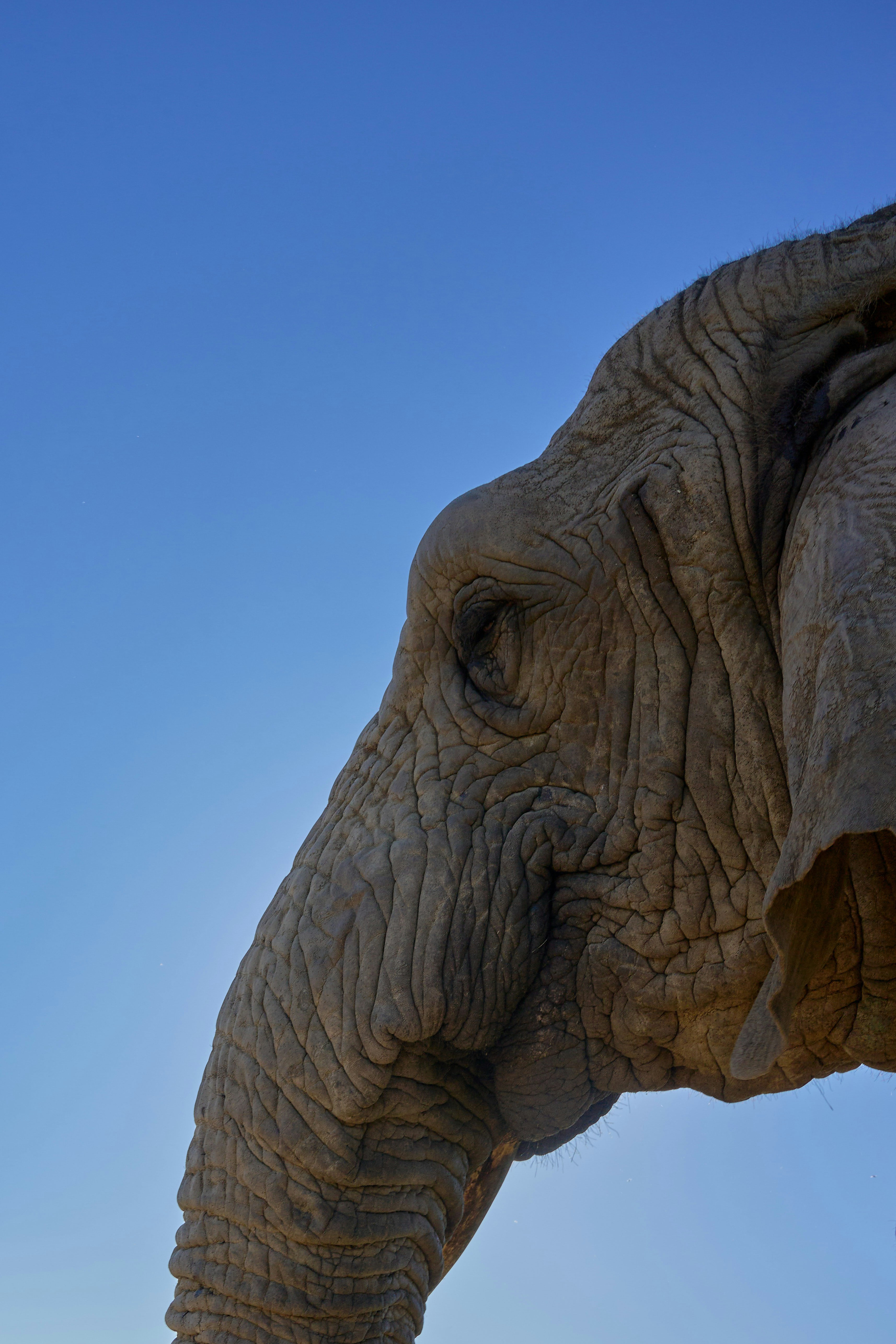 Facing the Dunes: An Elephant's Profile against a Wide Blue Sky