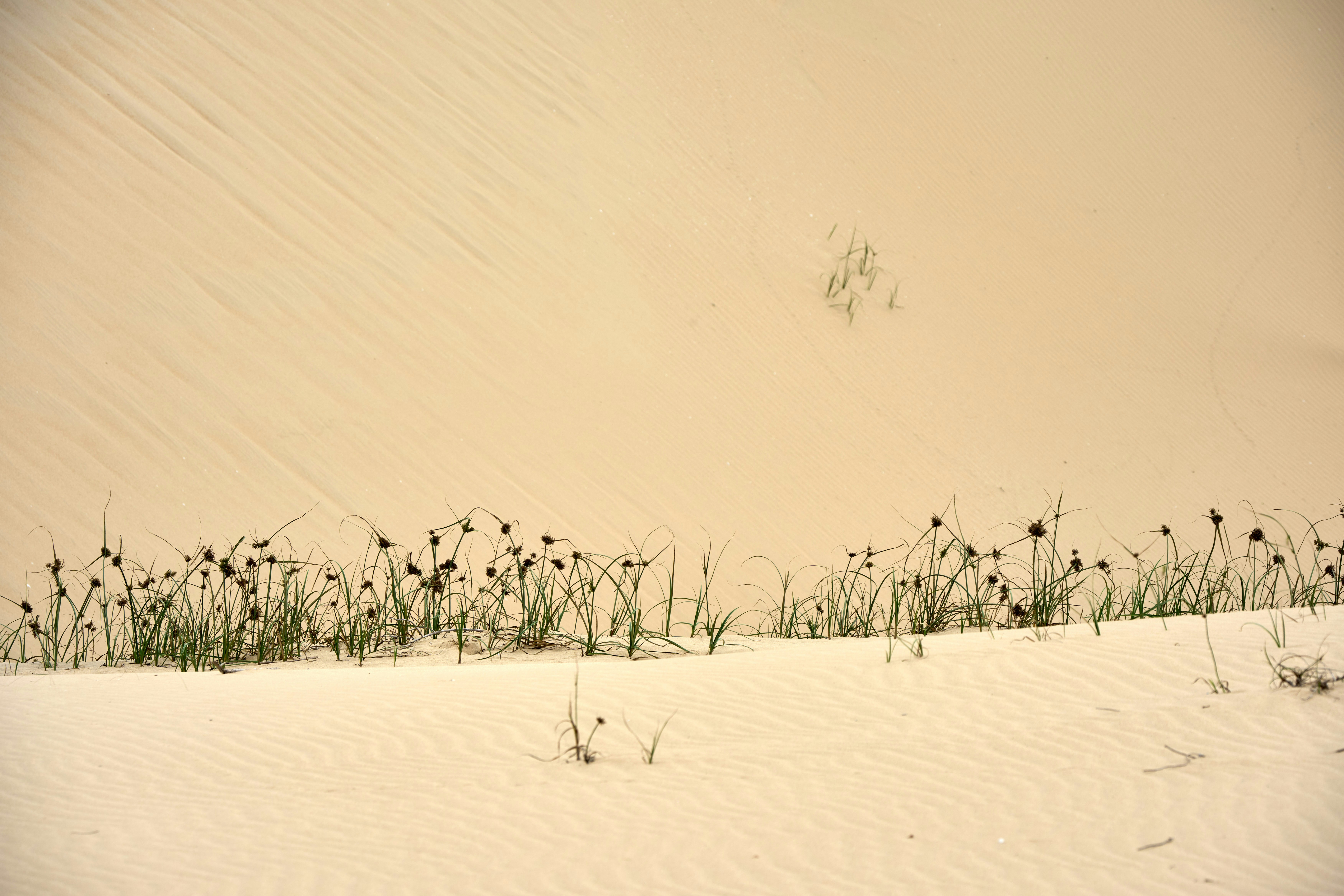 Dune Crest with Sparse Desert Flora Against a Silky Sky
