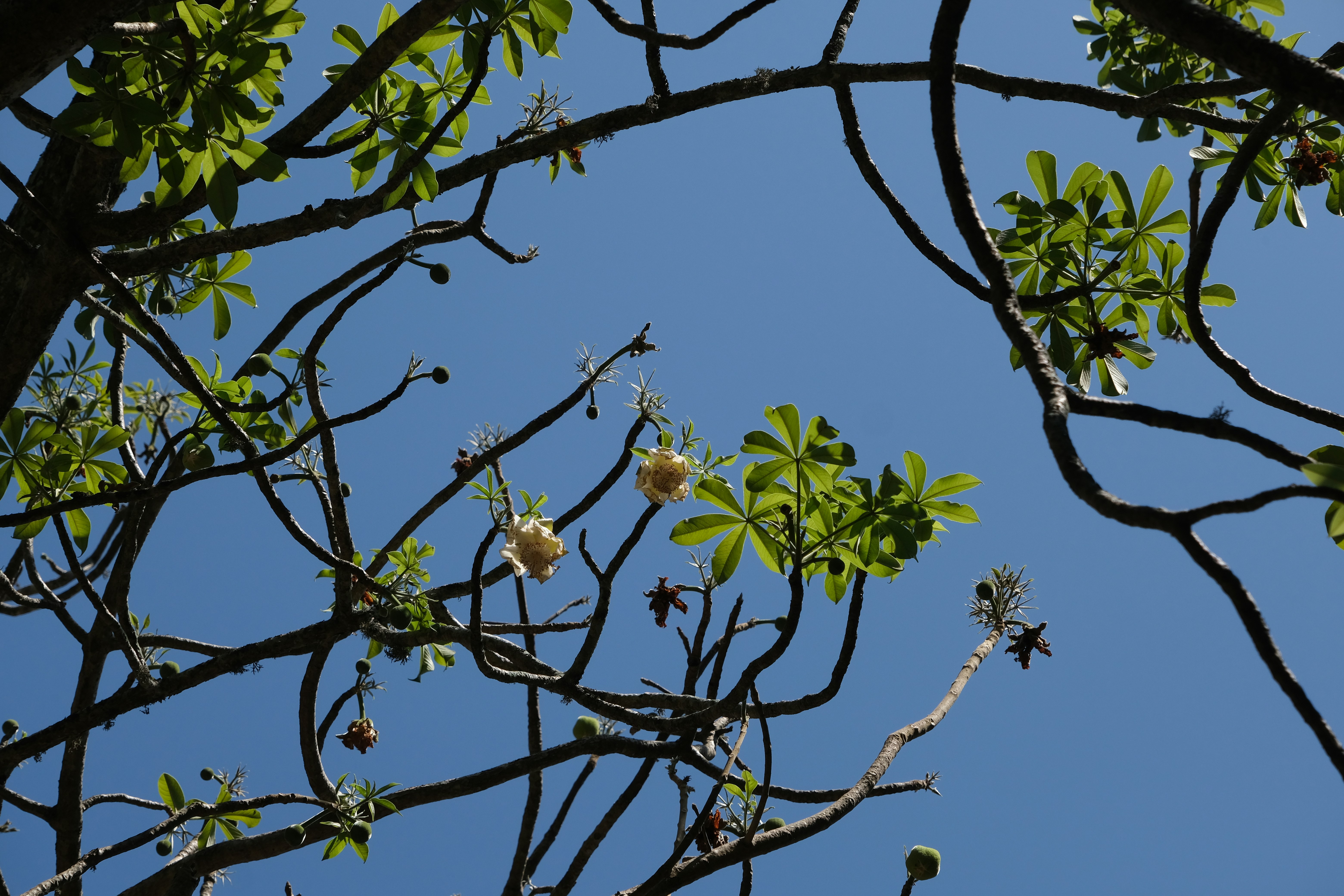 Sparse blossoms on twisting branches reach toward a bright blue sky, creating a minimal composition with natural patterns and green leaves framing the scene.