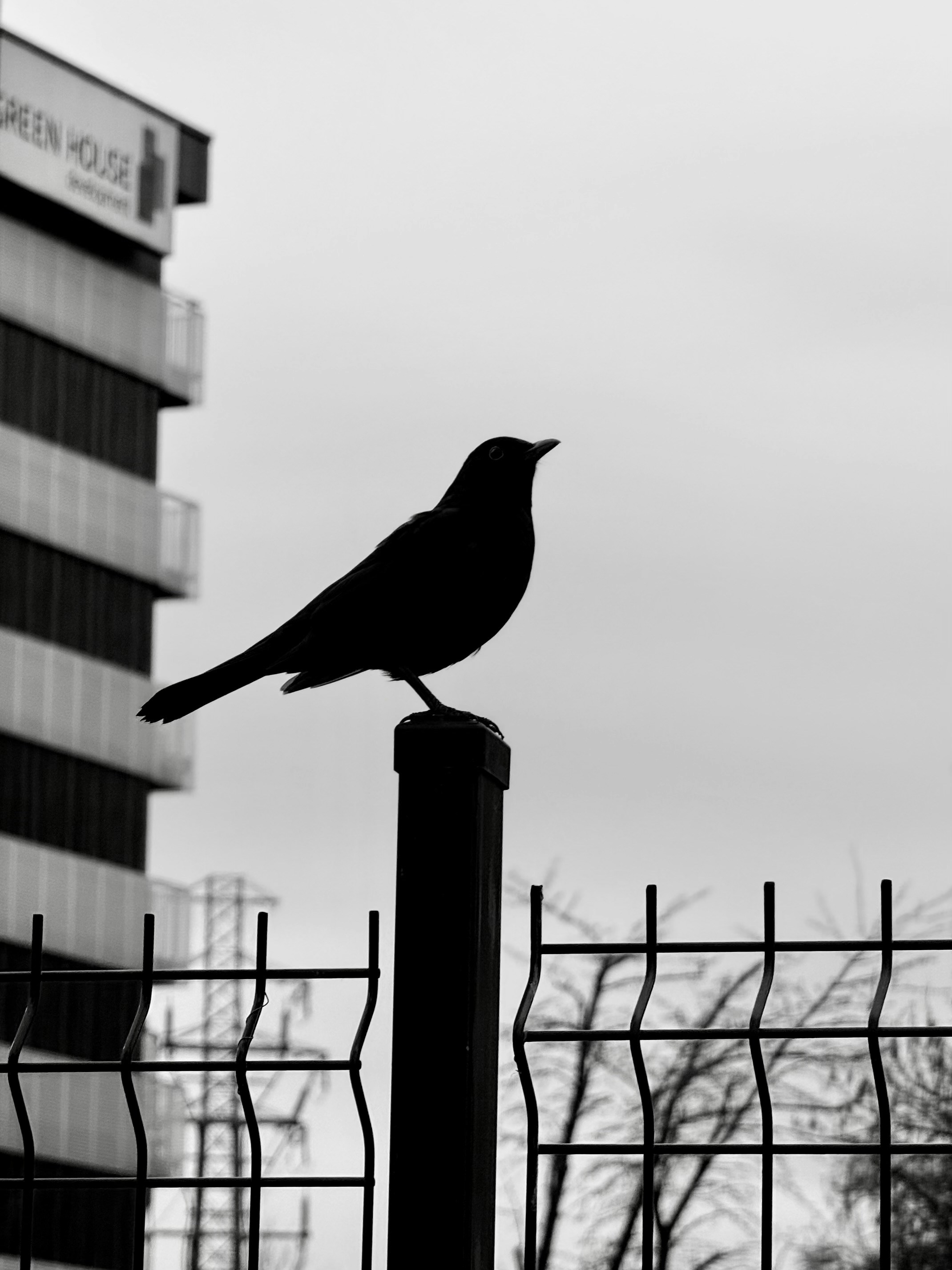 Perched Silhouette: A Crow Against Urban Lines