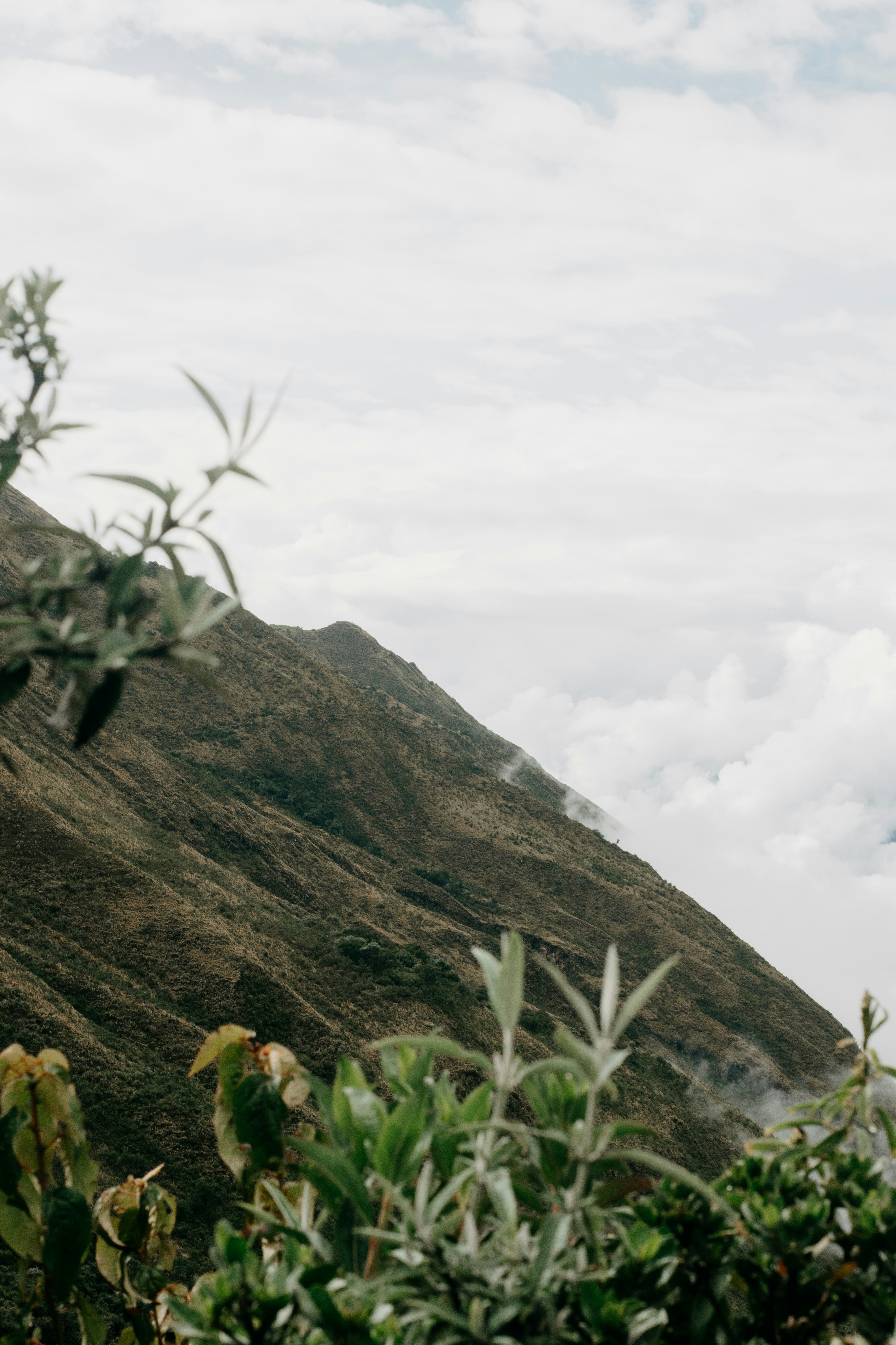 Hidden Summit: Mountain Ridge Framed by Coastal Foliage