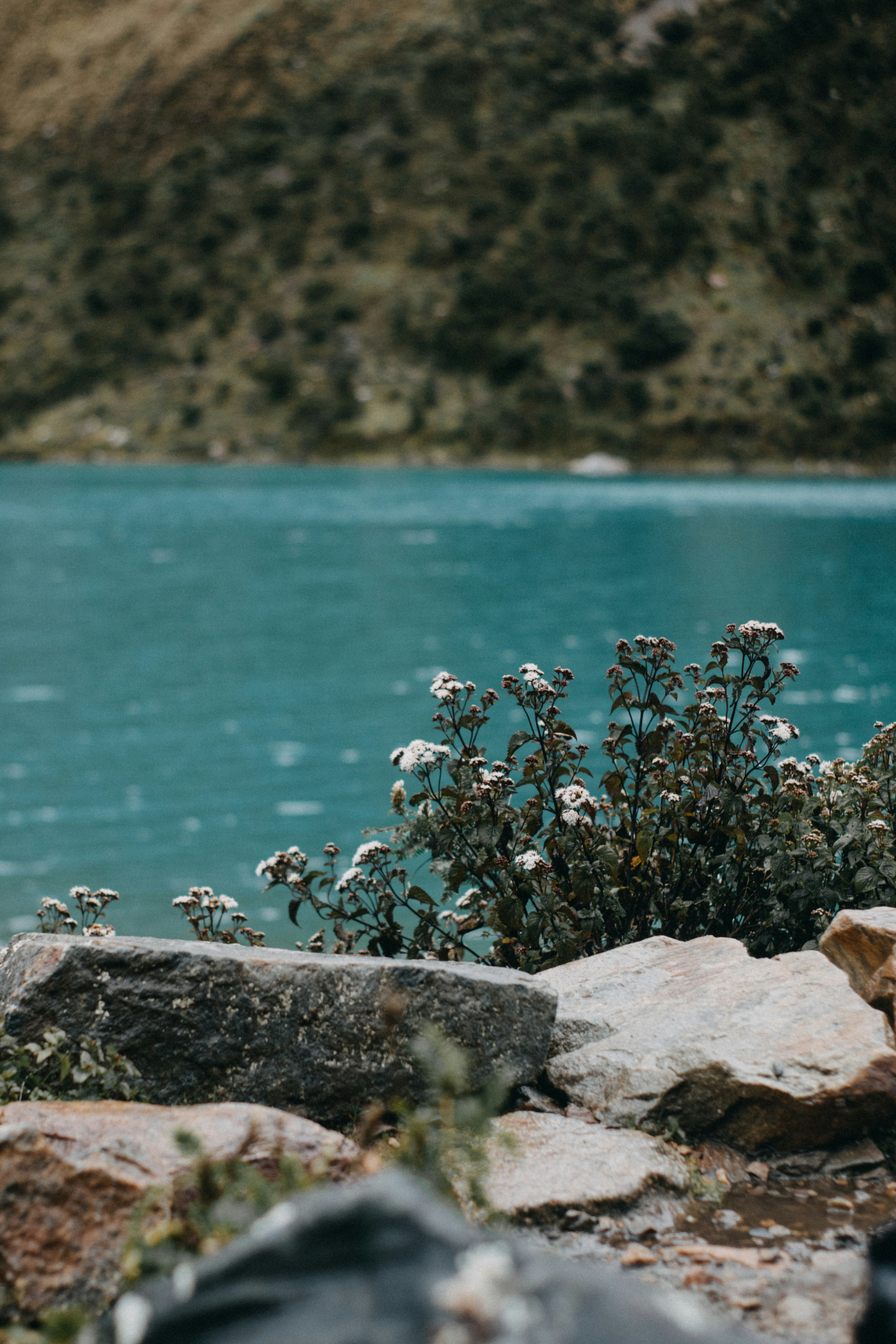 Turquoise Lakefront with Quiet Vegetation and Rocks