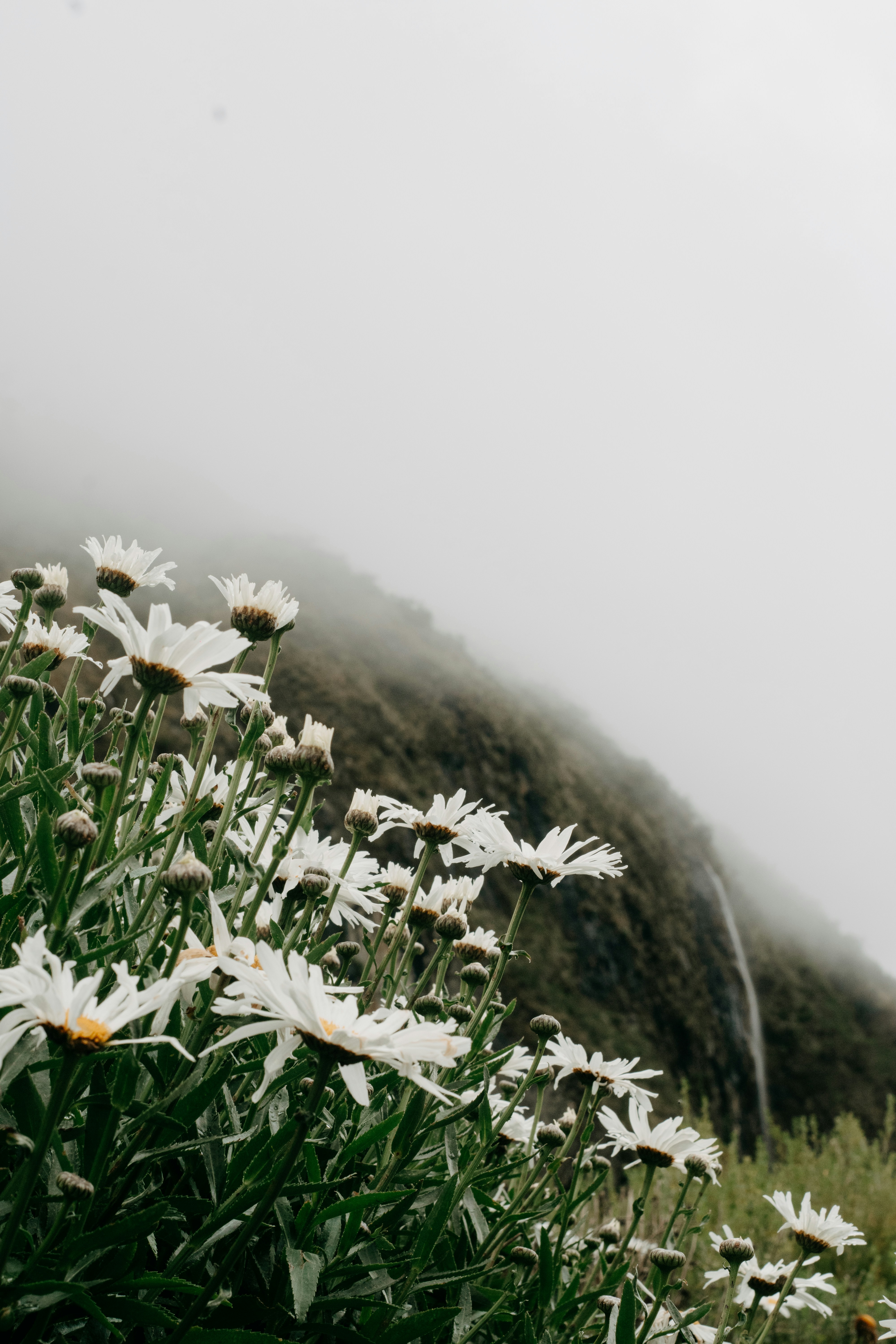 Daisy Field on a Misty Clifftop