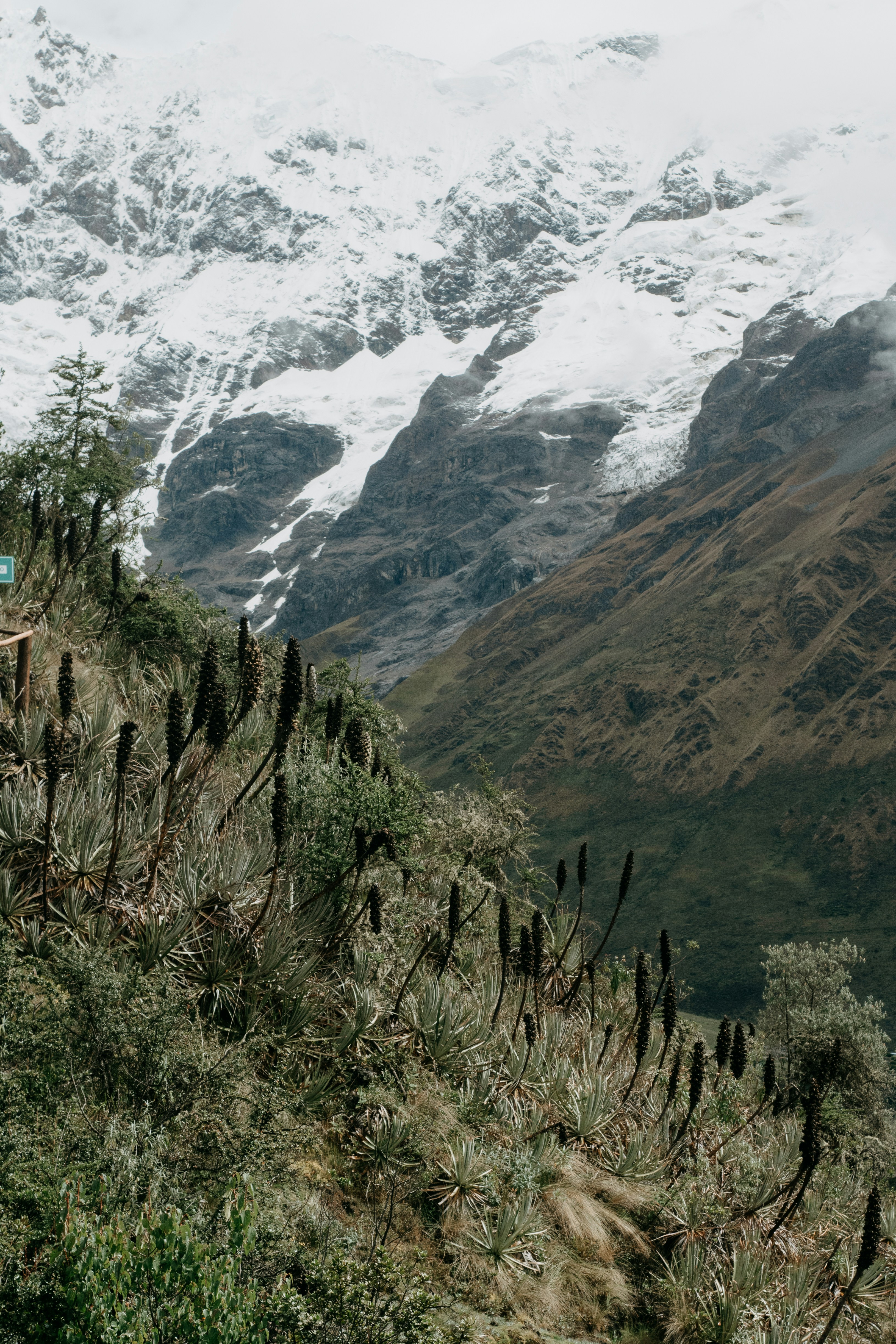 Snow-Capped Peaks Descend on a Teaselled Alpine Slope