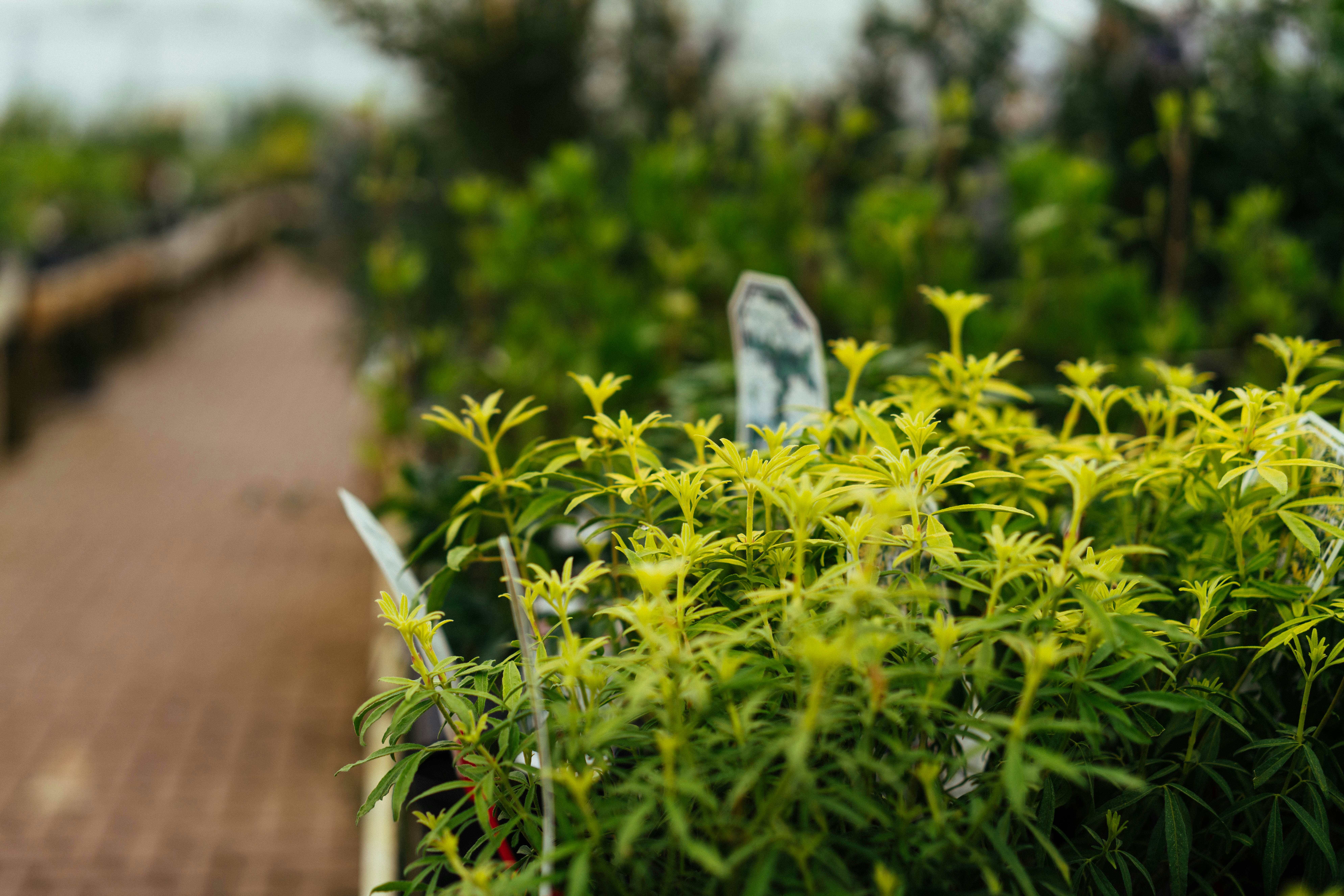 Close-up of a sunlit herbaceous plant row in a garden path