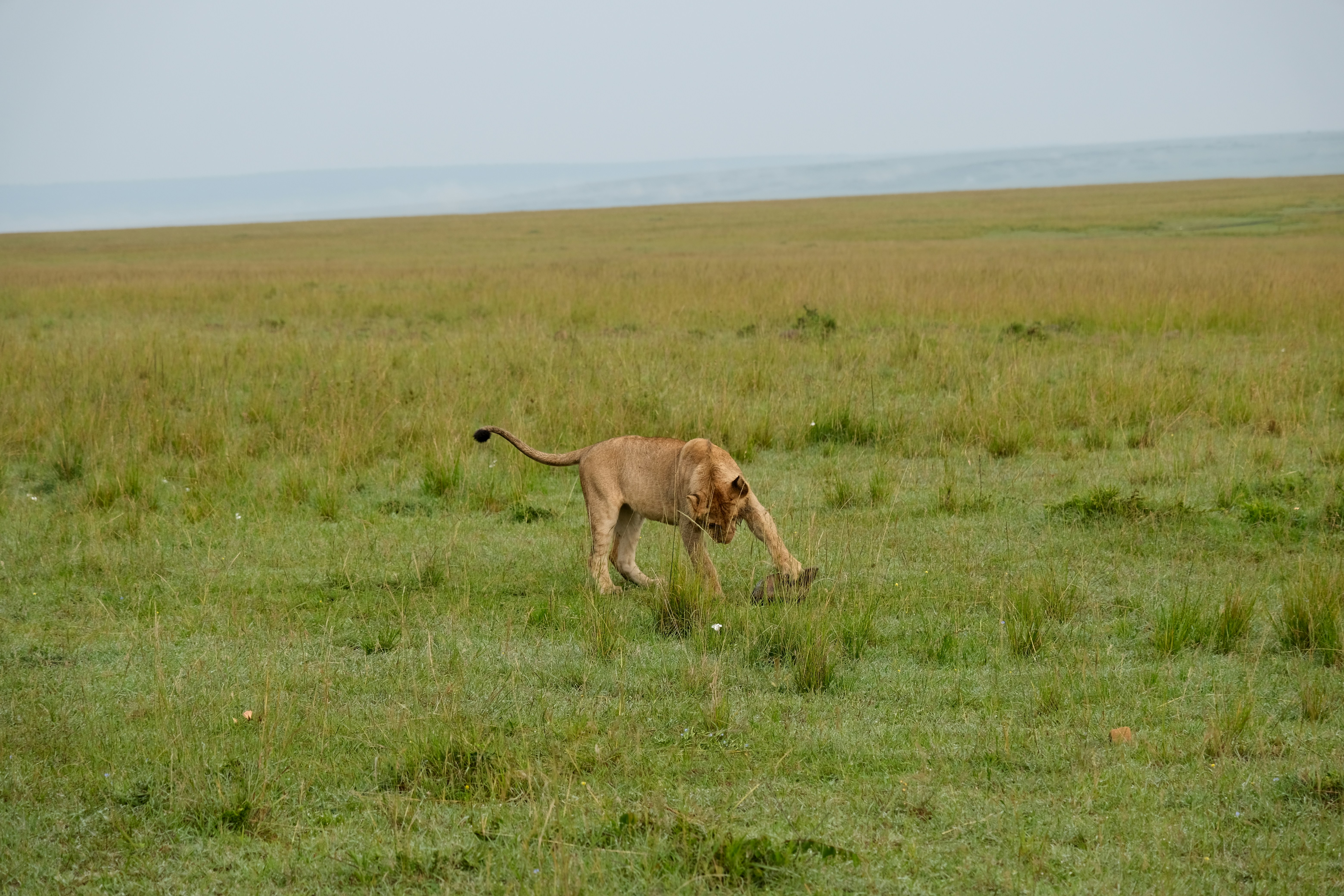 Greyhound Crossing a Coastal Grassland at Dusk