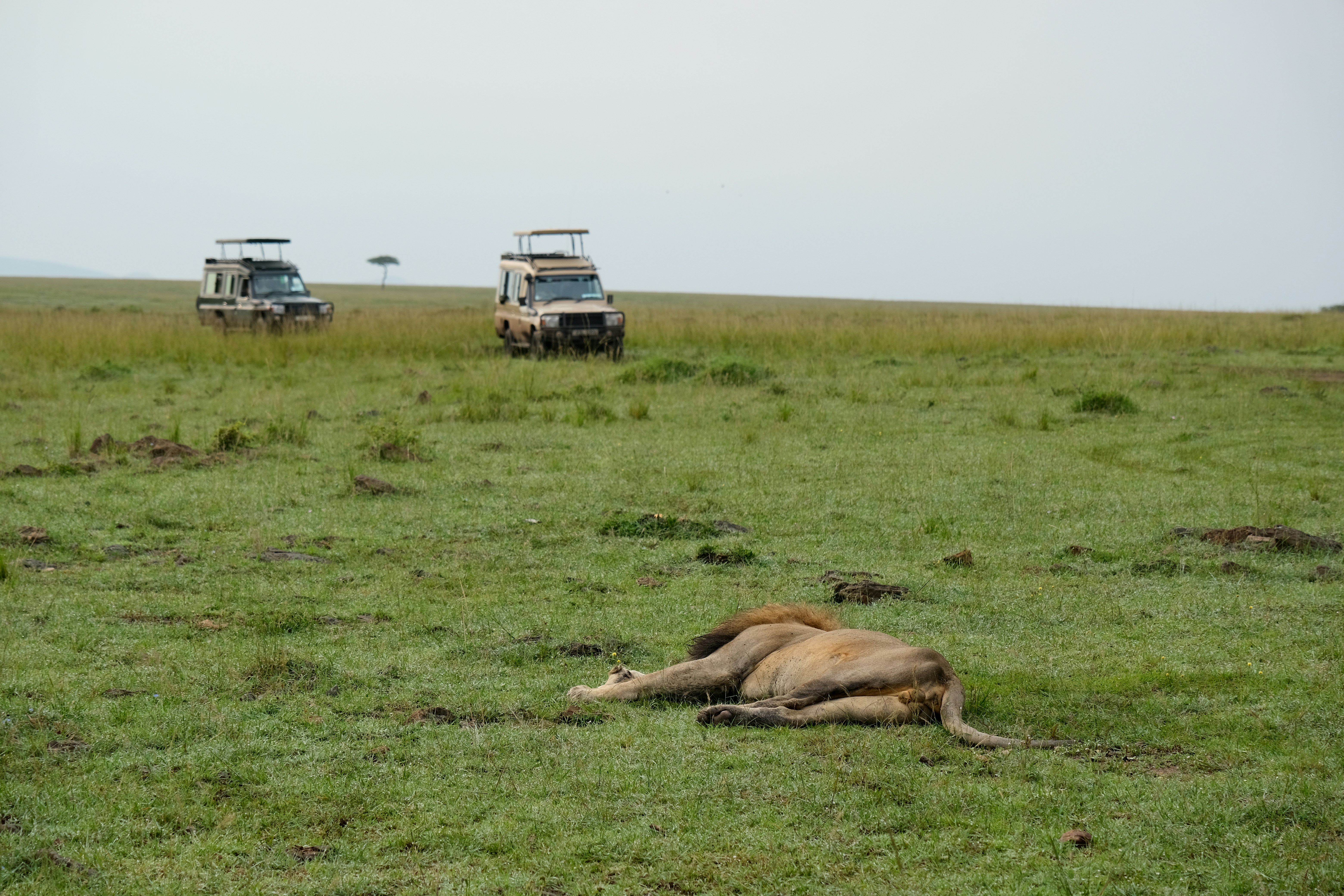 Slumbering Impala Beneath a Safari Watch