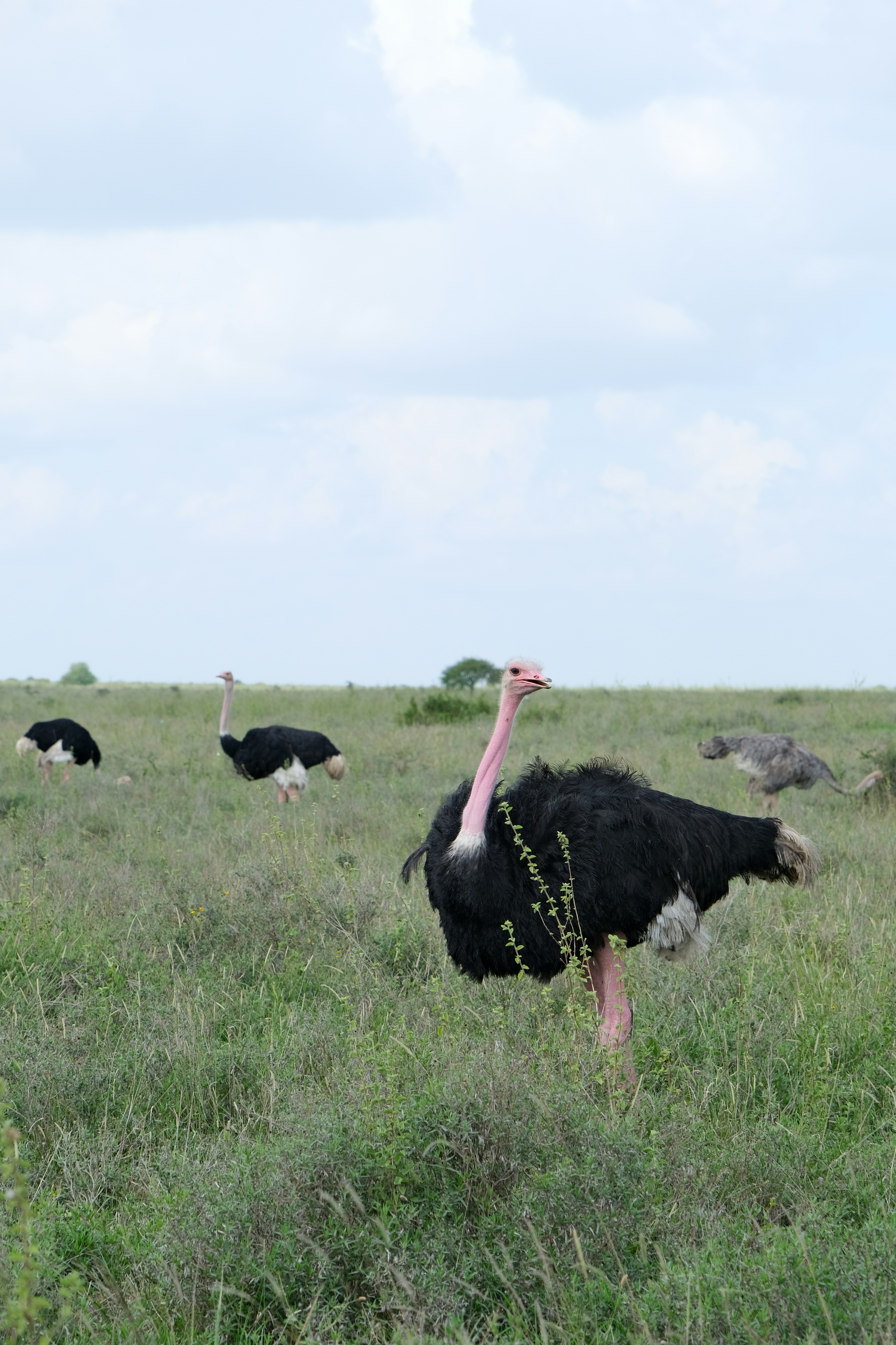 Wide Serengeti Gaze: A Standstill of Ostriches in Open Grasslands
