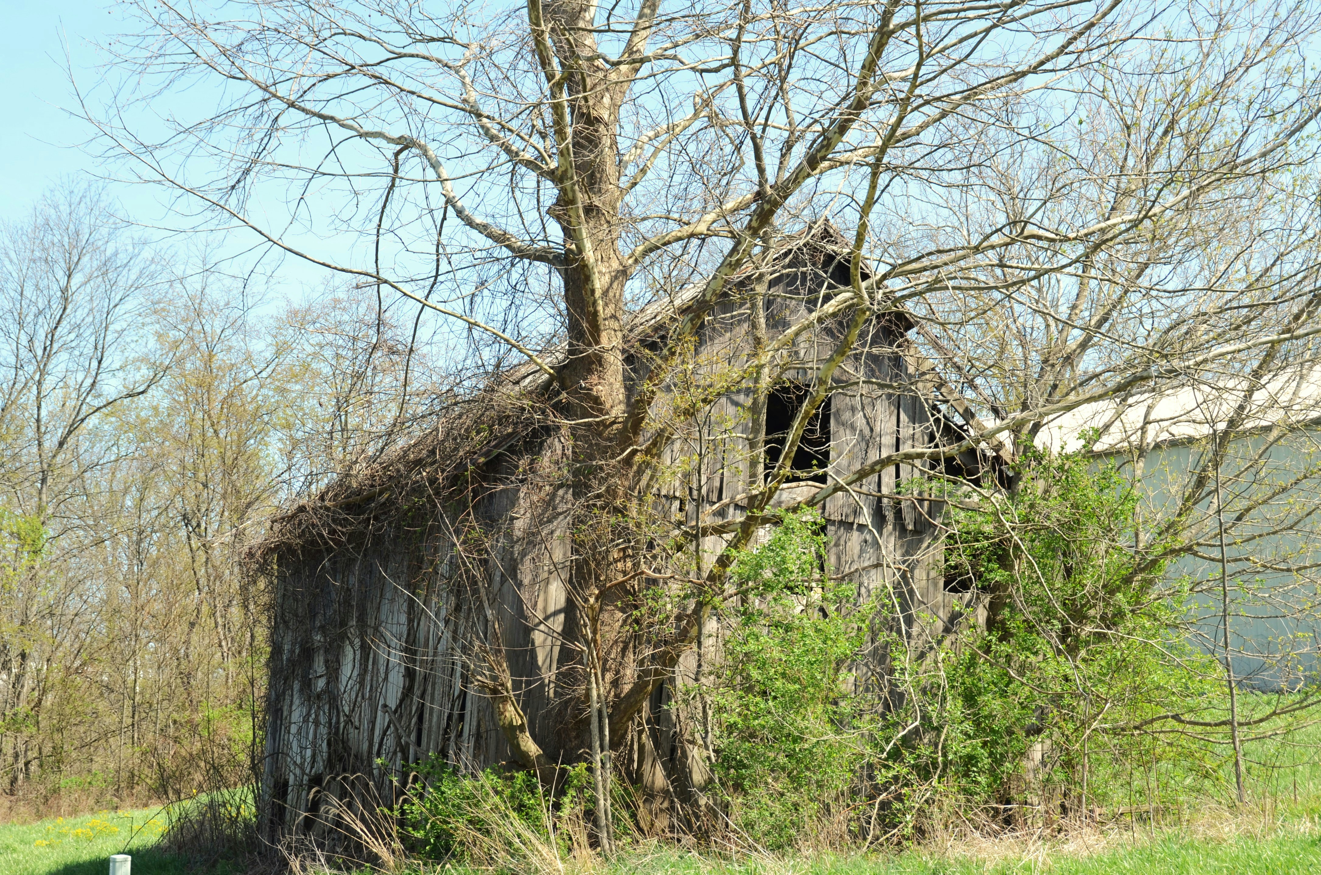 Sunbaked Shack Amid Bare Trees in a Spring Clearing