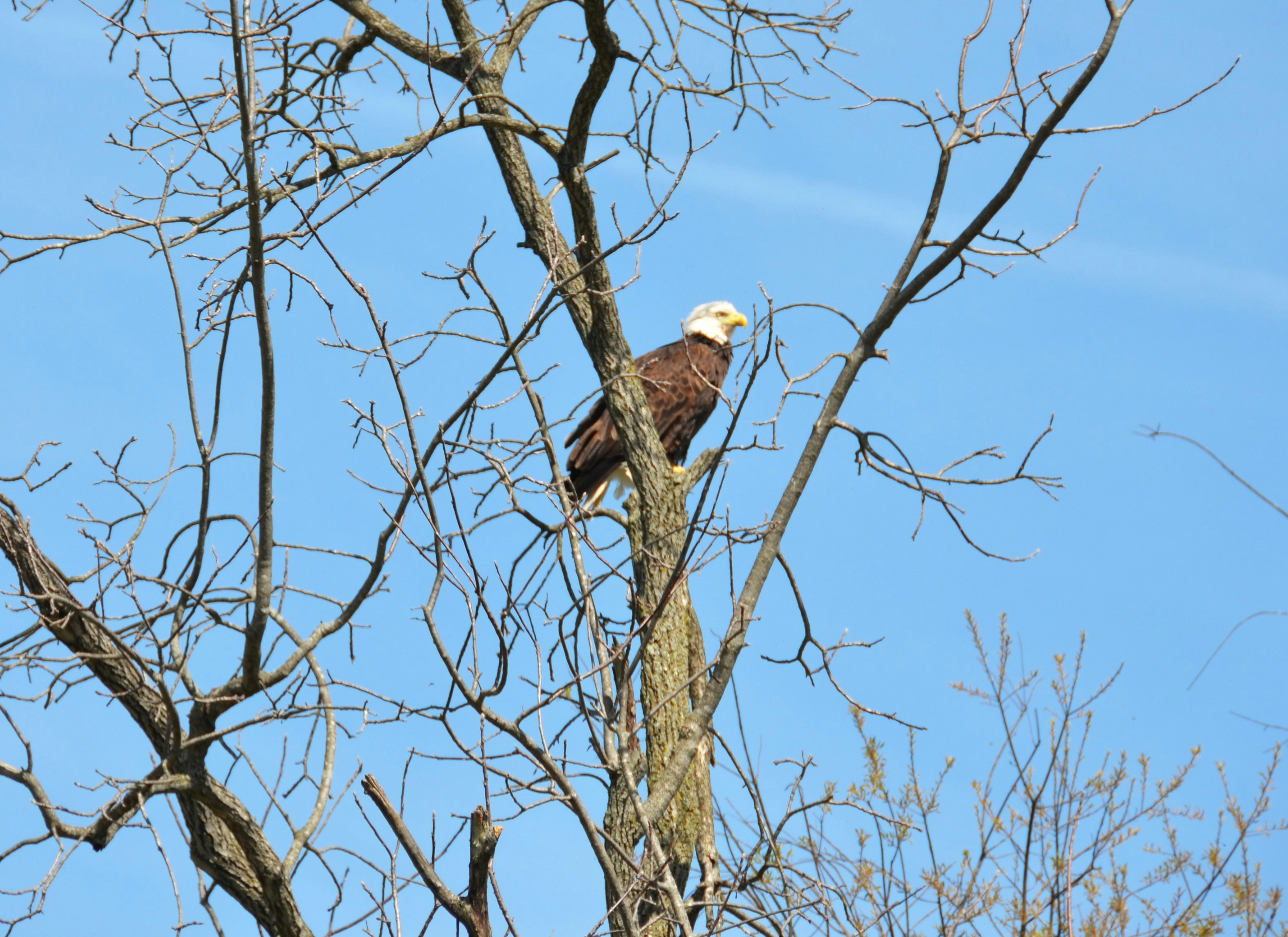 Alpine Sentinel: Bald Eagle Perched Amid Bare Branches Under Clear Blue Sky