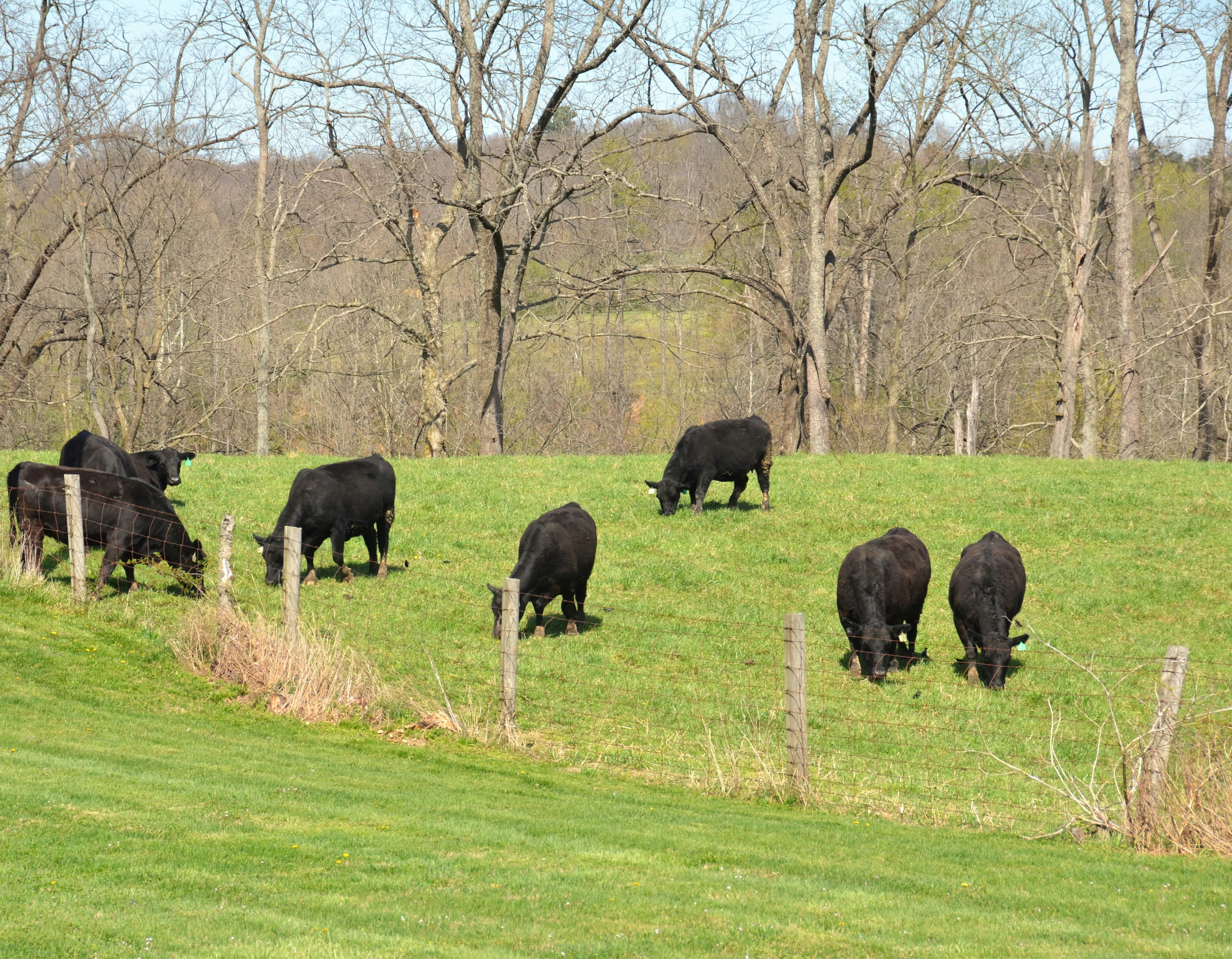 Pasturewatch: Cattle Grazing Beyond Weathered Fence Lines