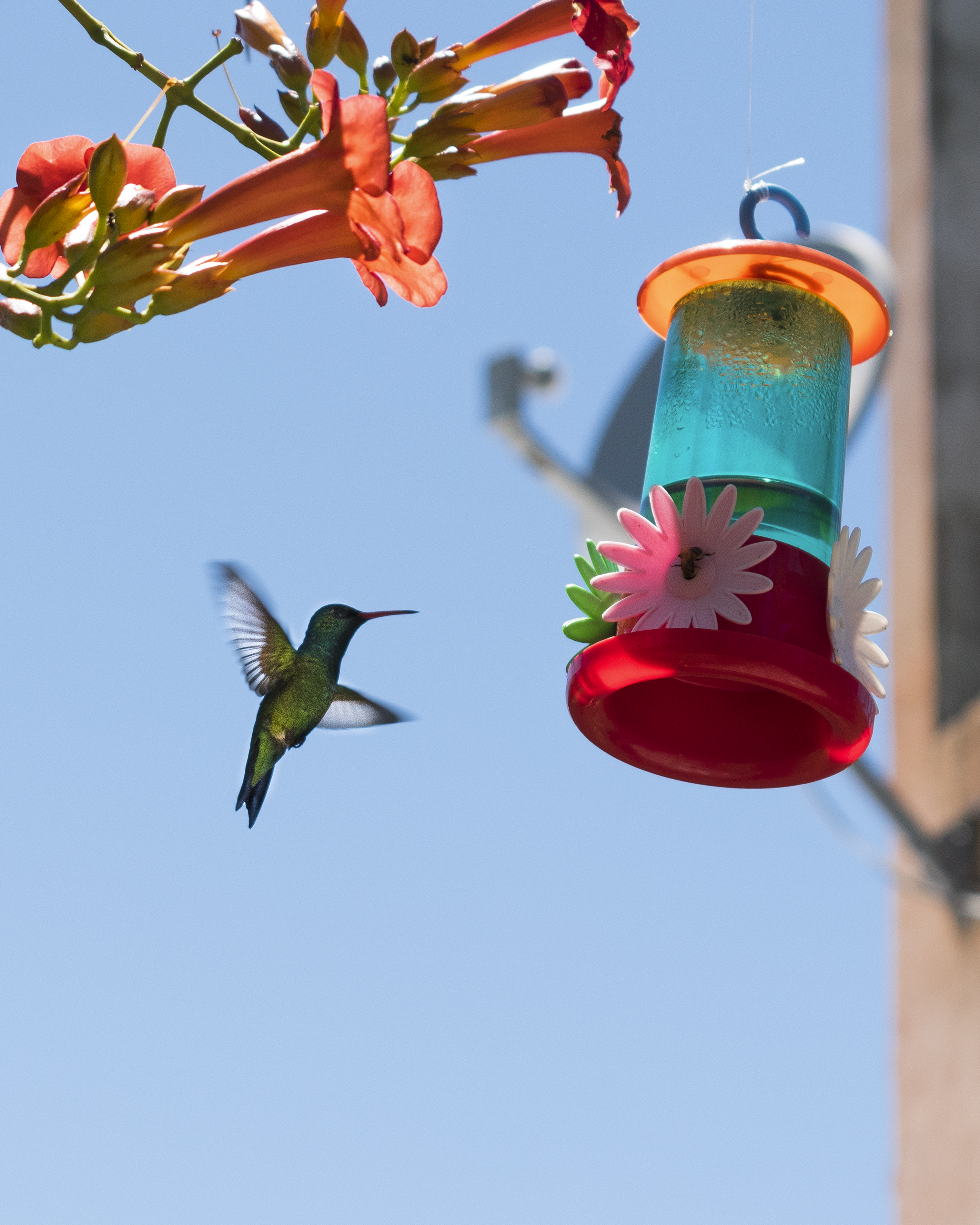 Hummingbird Dash: In Flight Toward a Floral Feeder