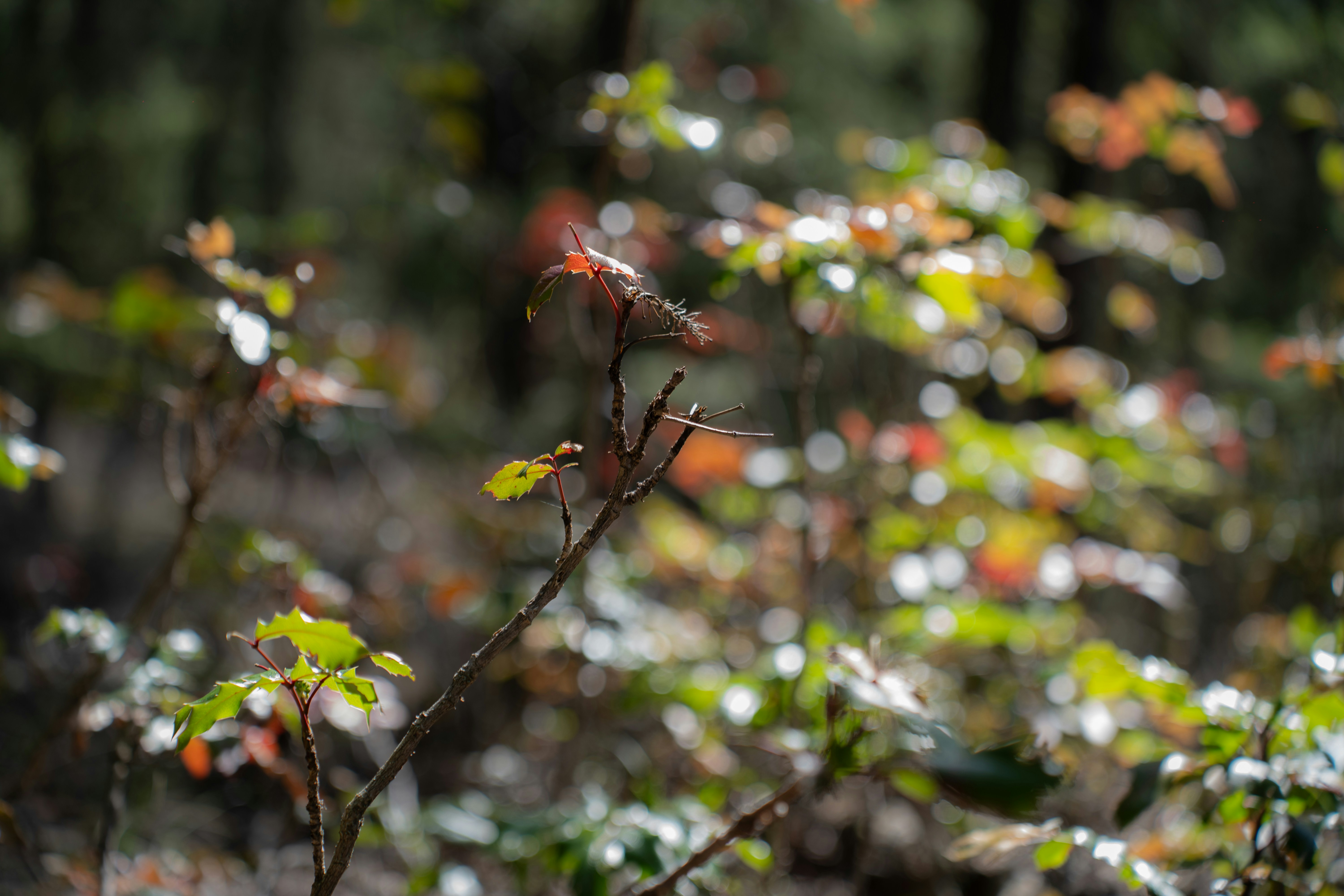 Sunlit Leaves in Focus: Quiet Motion Through a Forest Edge