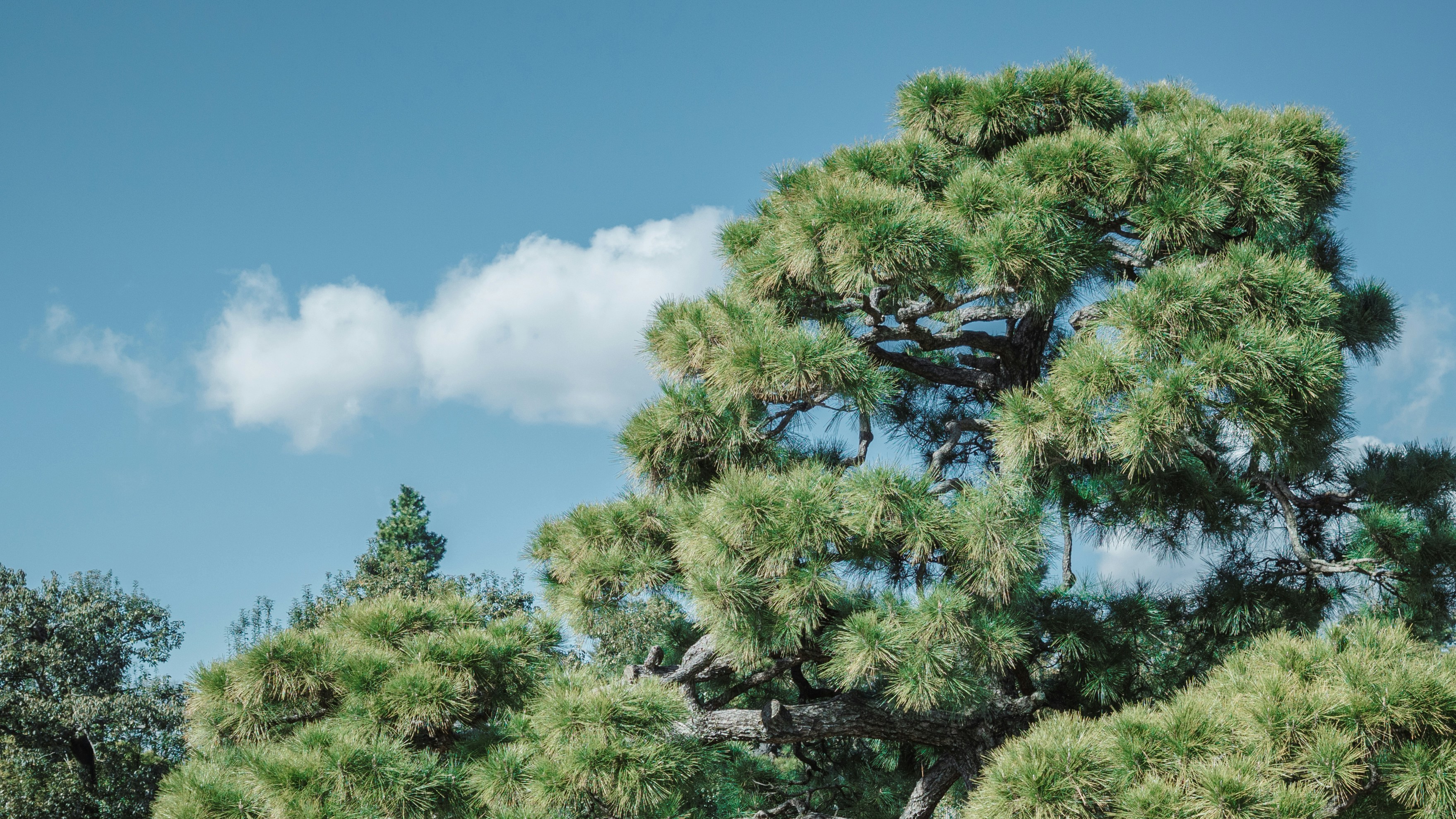 Clouds and Pines under a Clear Blue Sky