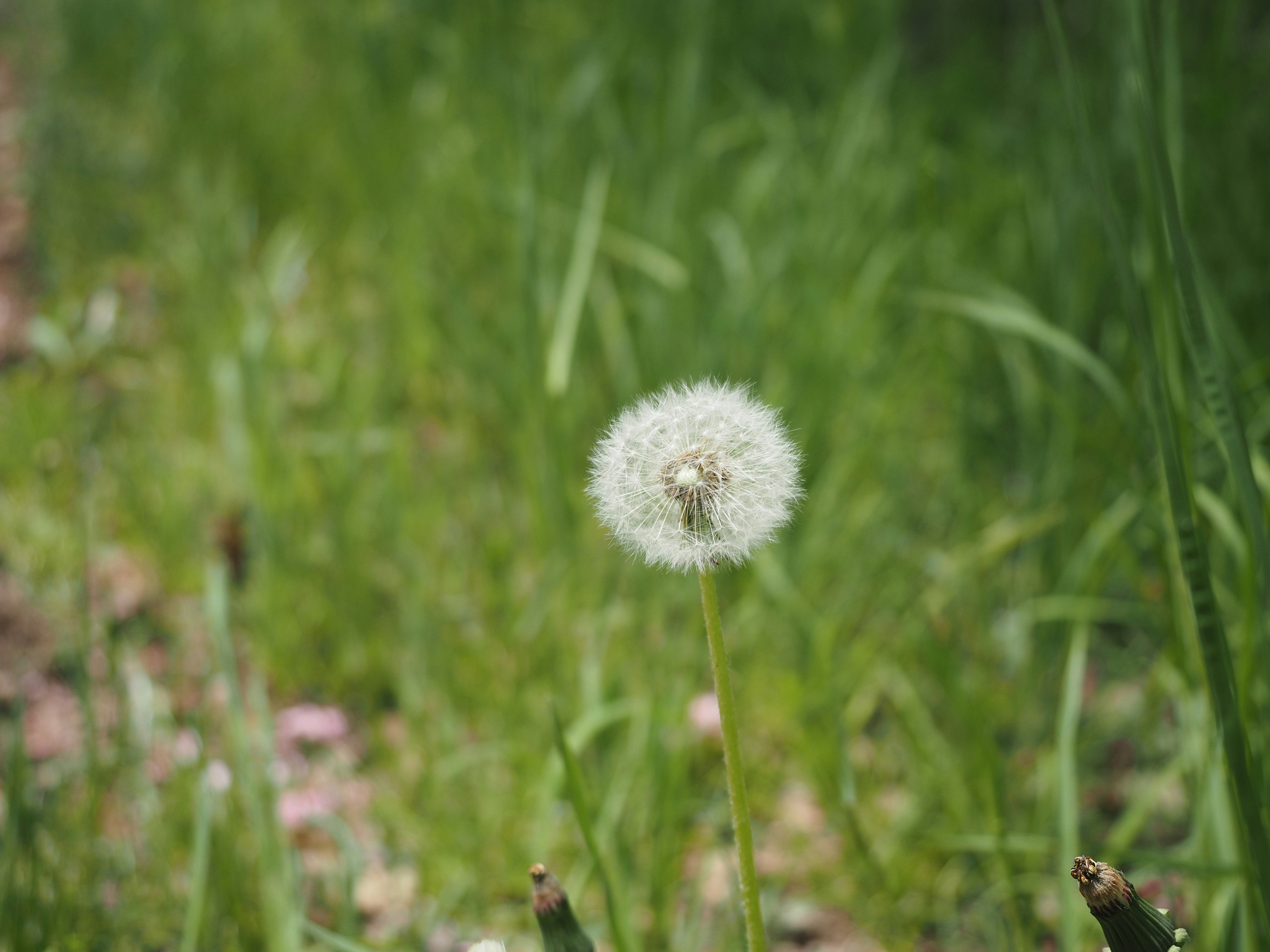 Dusty Crown: A Dandelion’s Quiet Peak