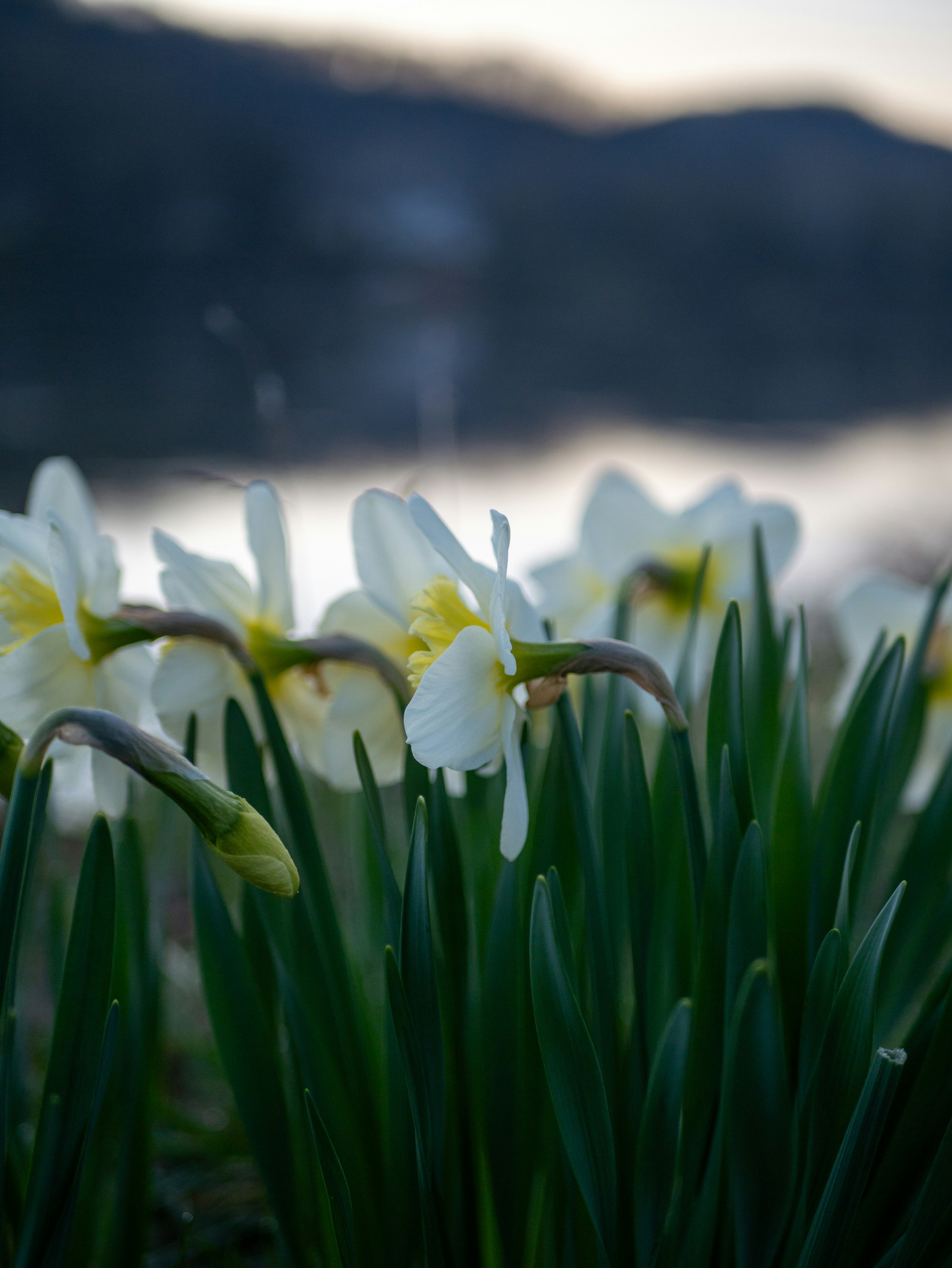 White iris blossoms in a tranquil lakeside foreground