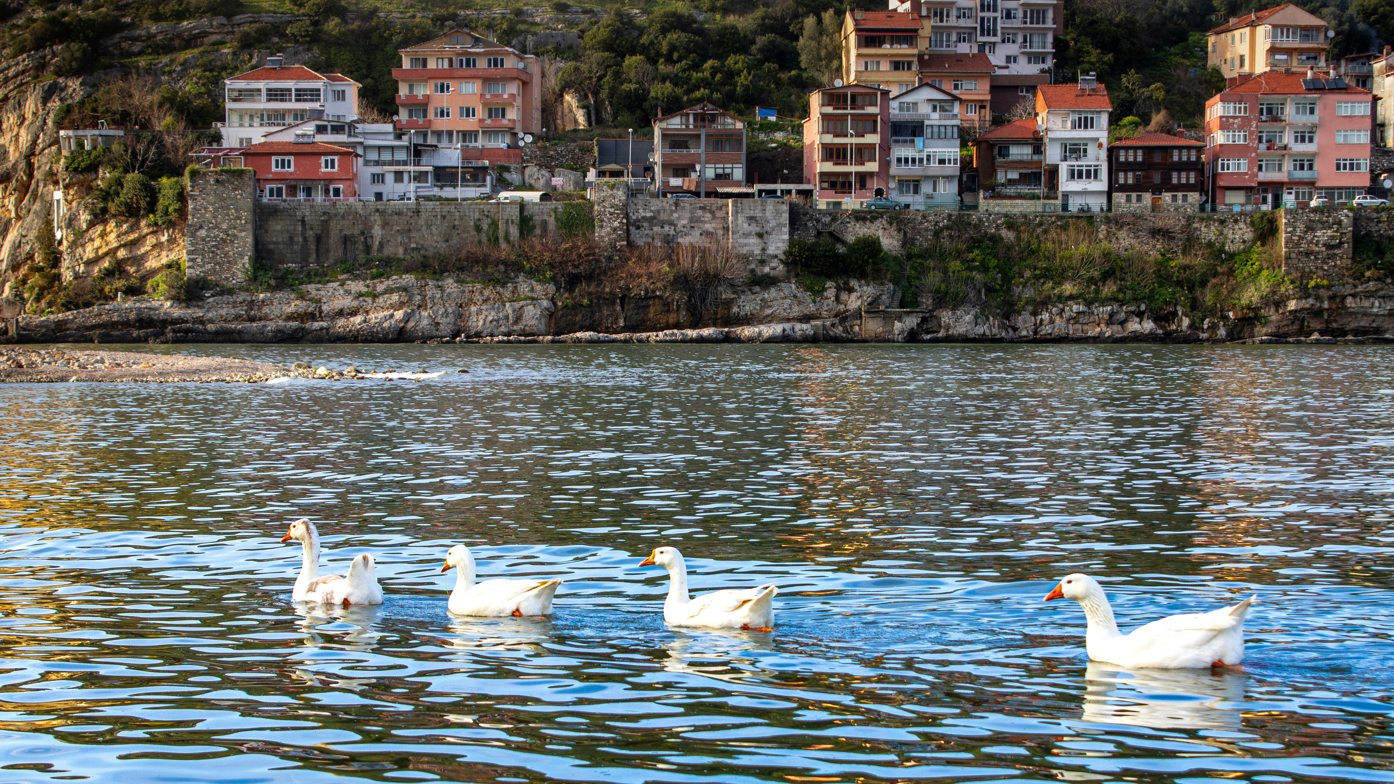 Four white coots glide past a seaside village