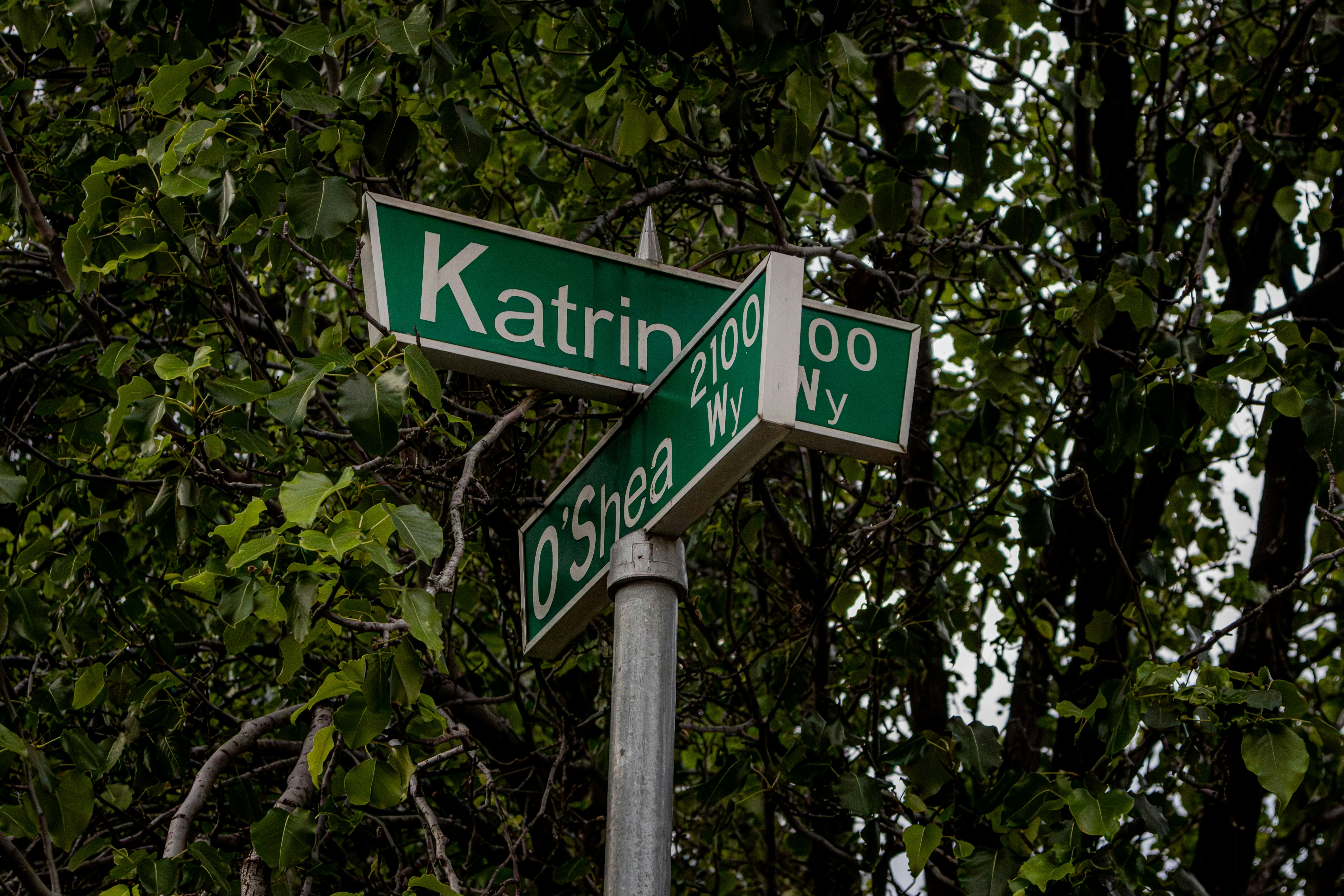 Street Sign Crossroads: Katrine and Oshana Meet Beneath Green Veils
