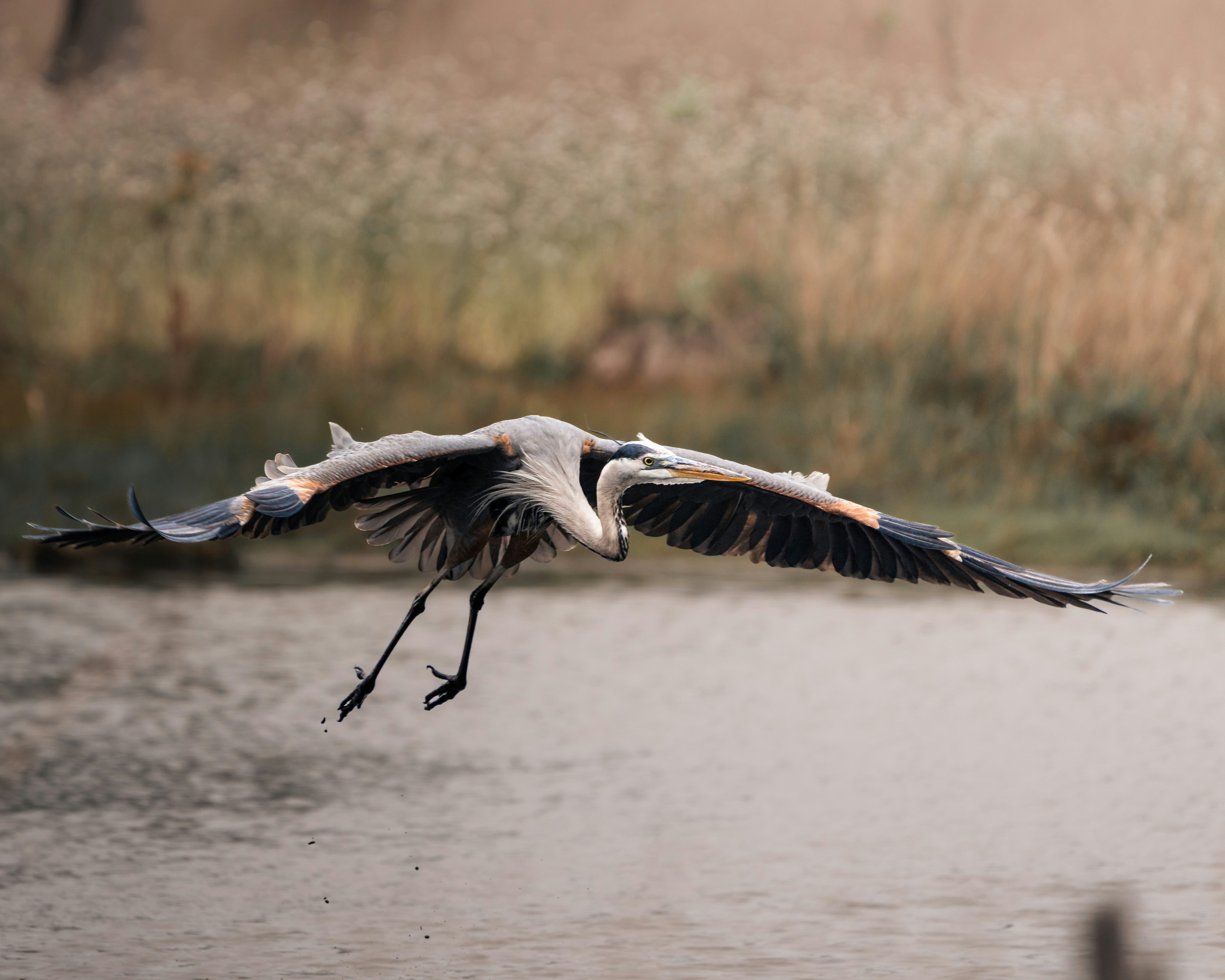 Wingbeat Horizon: A Heron Glides Across a Quiet Wetland