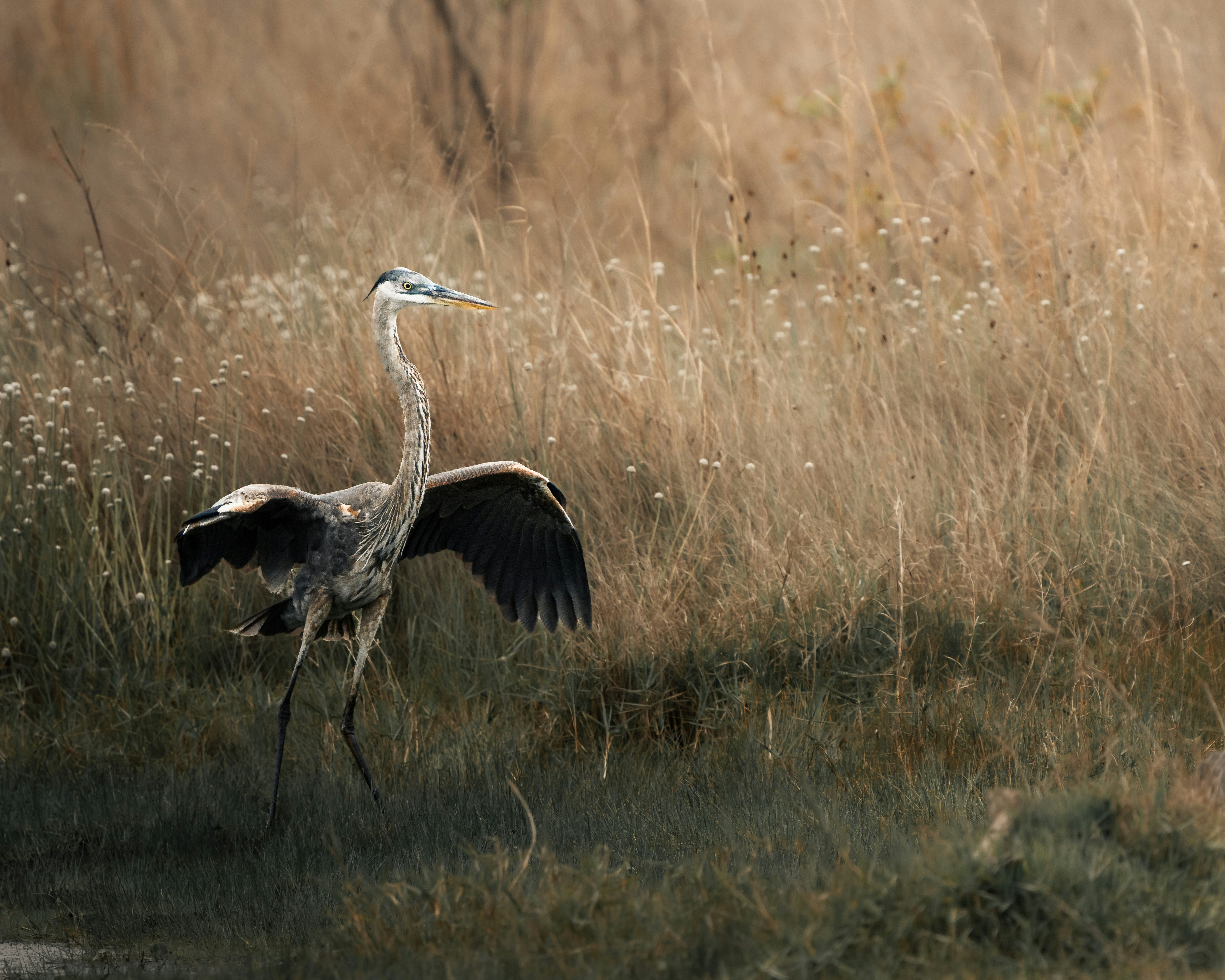 Heron in Golden Reedlands at Dusk