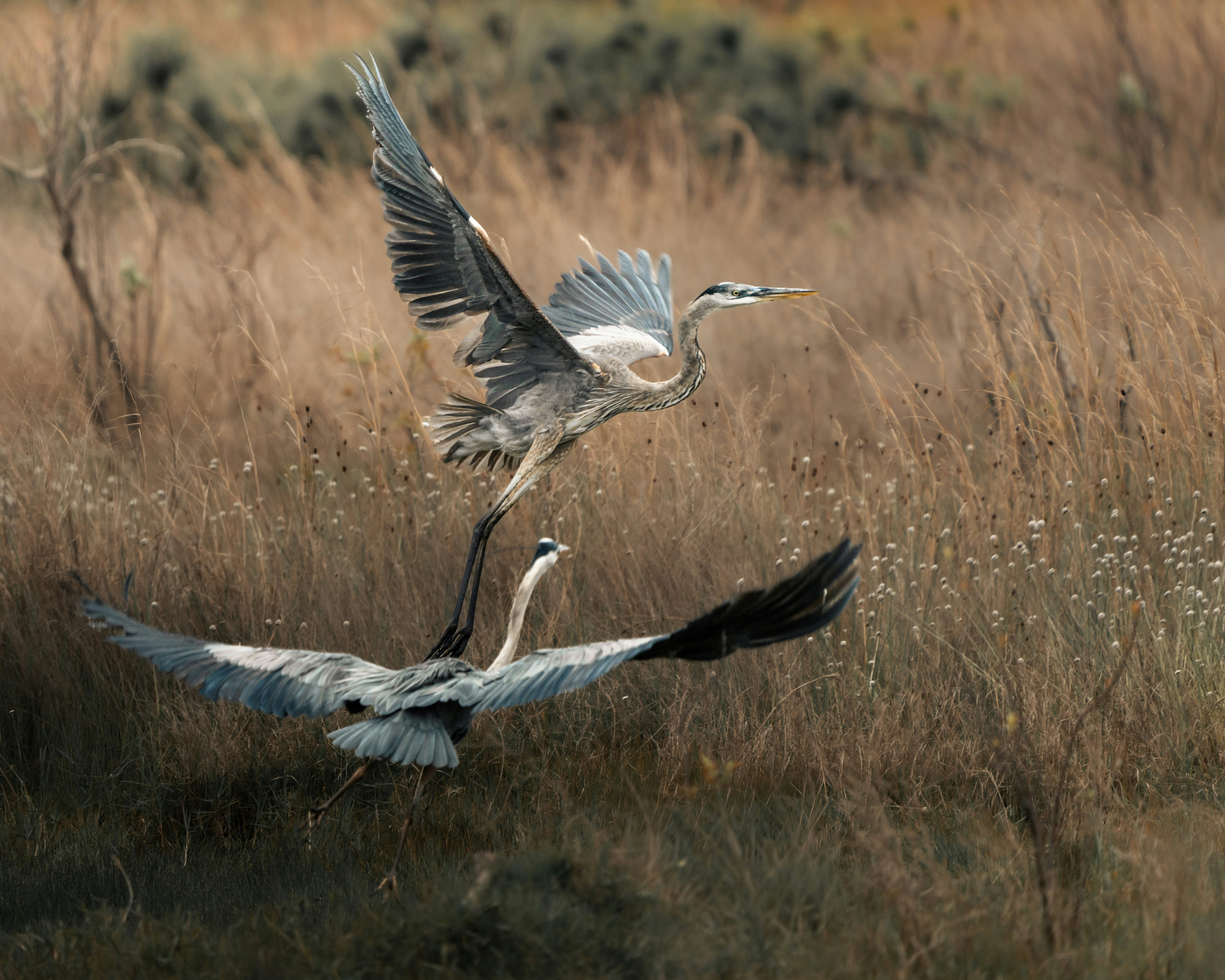 Wingbeat Duel: Two Herons Lift Through Autumn Fields
