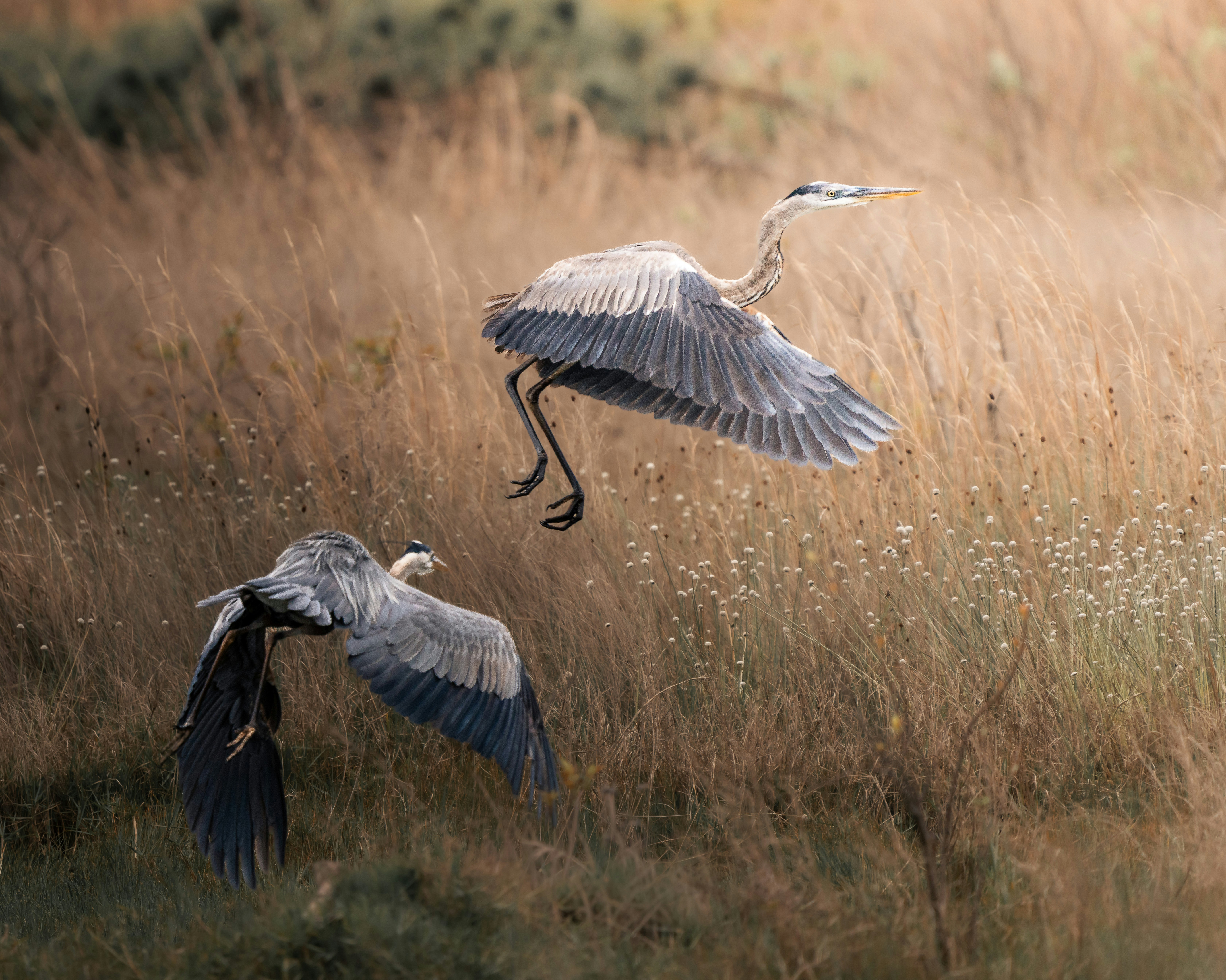 Rising Herons over a Misty Grassland