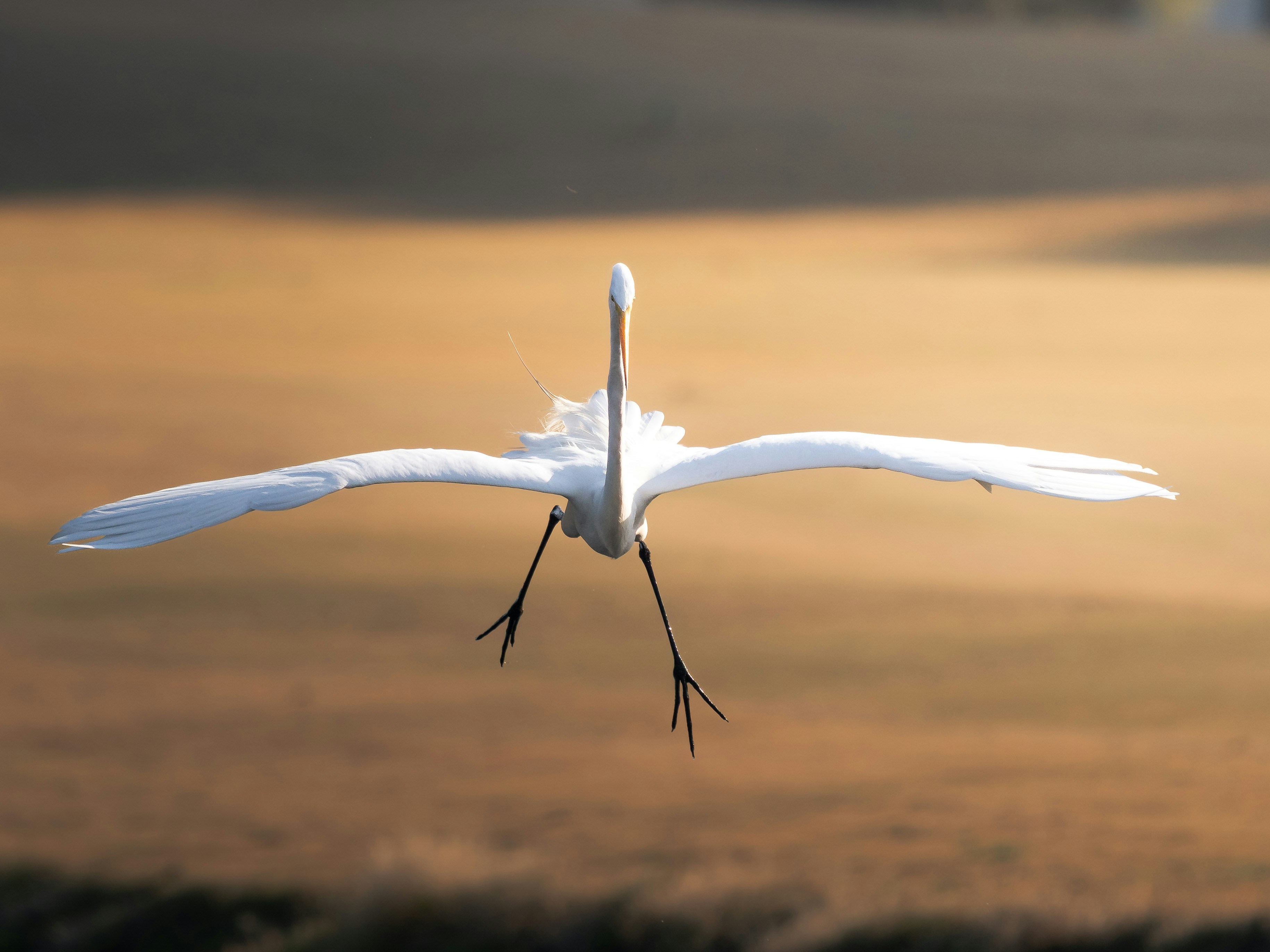 Midflight Heronsong: Wingbeat Against a Golden Prairie