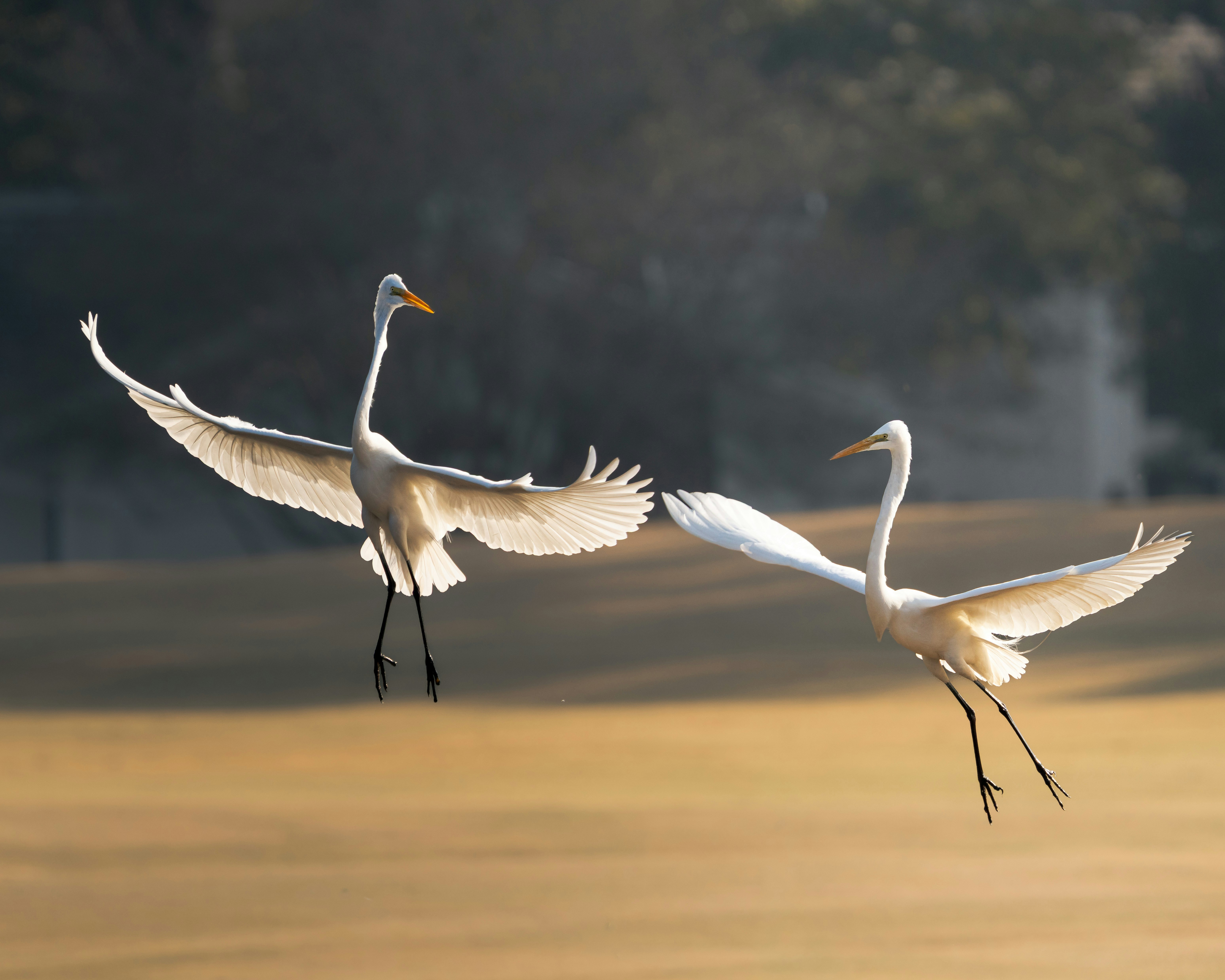 Winged Exit: Two Herons Lift Off Across a Golden Field