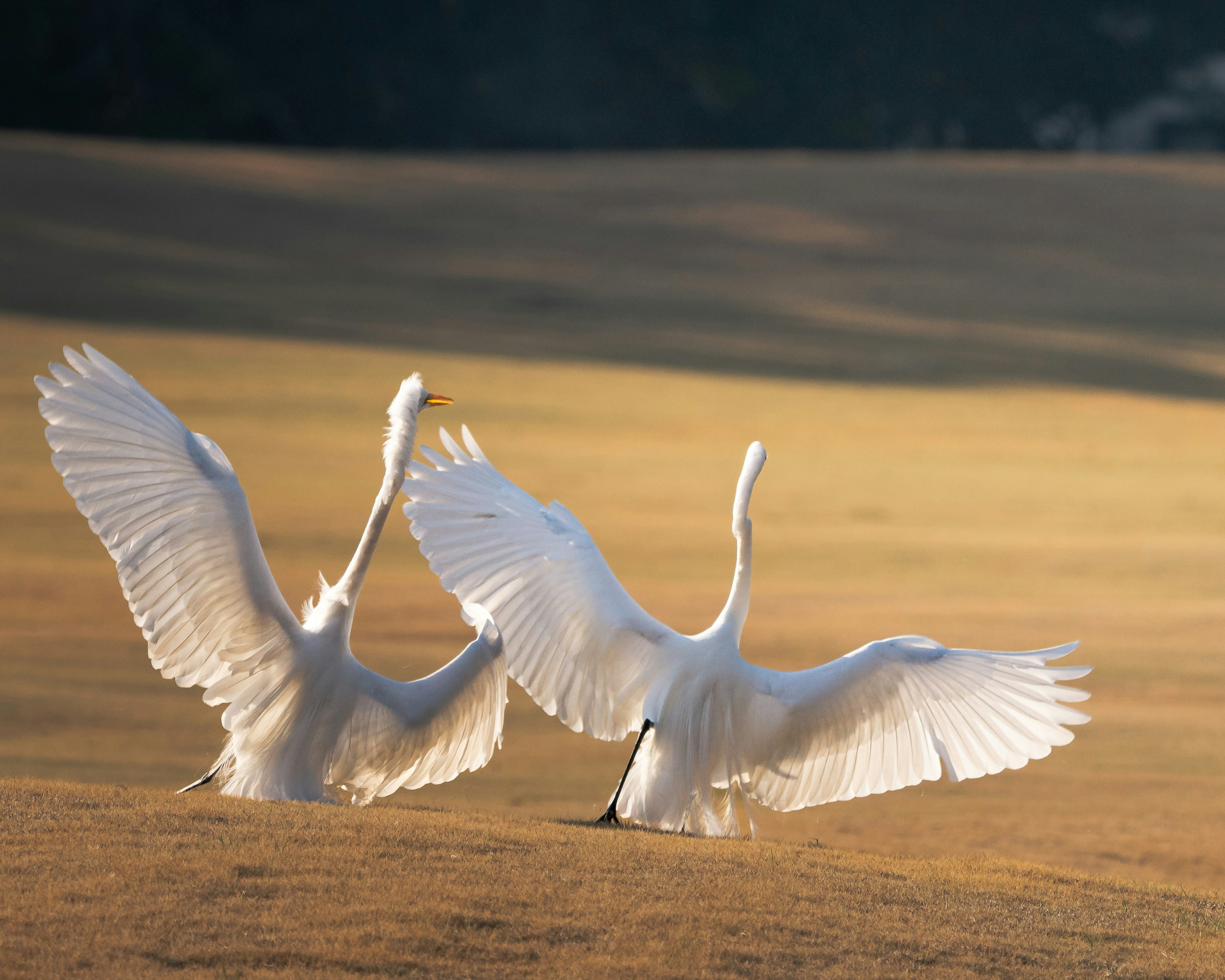 Winged Encounters at Dawn: Two egrets in a sunlit field
