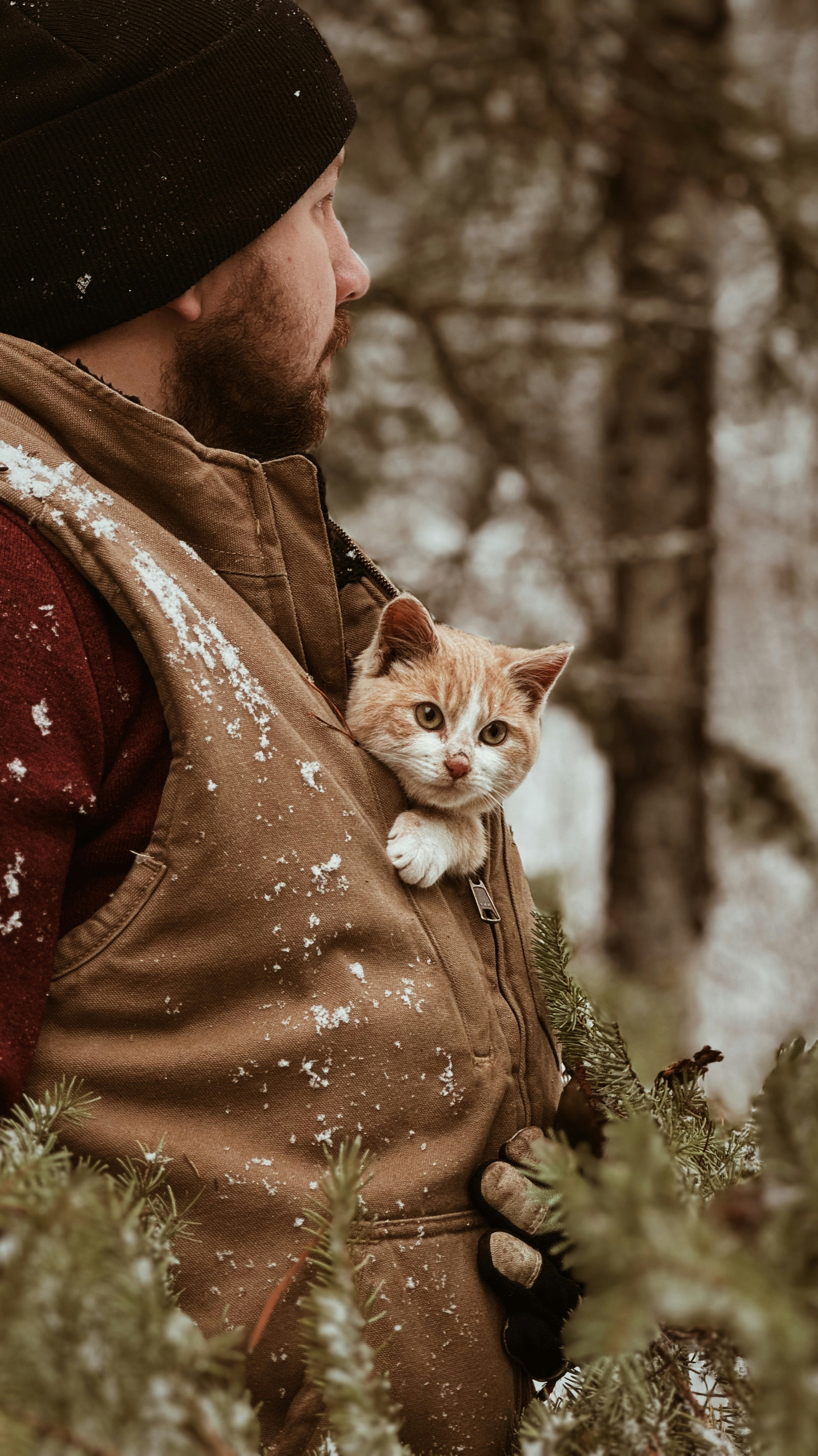 Catnapped in the Cold: Brother in the Birch Cloak