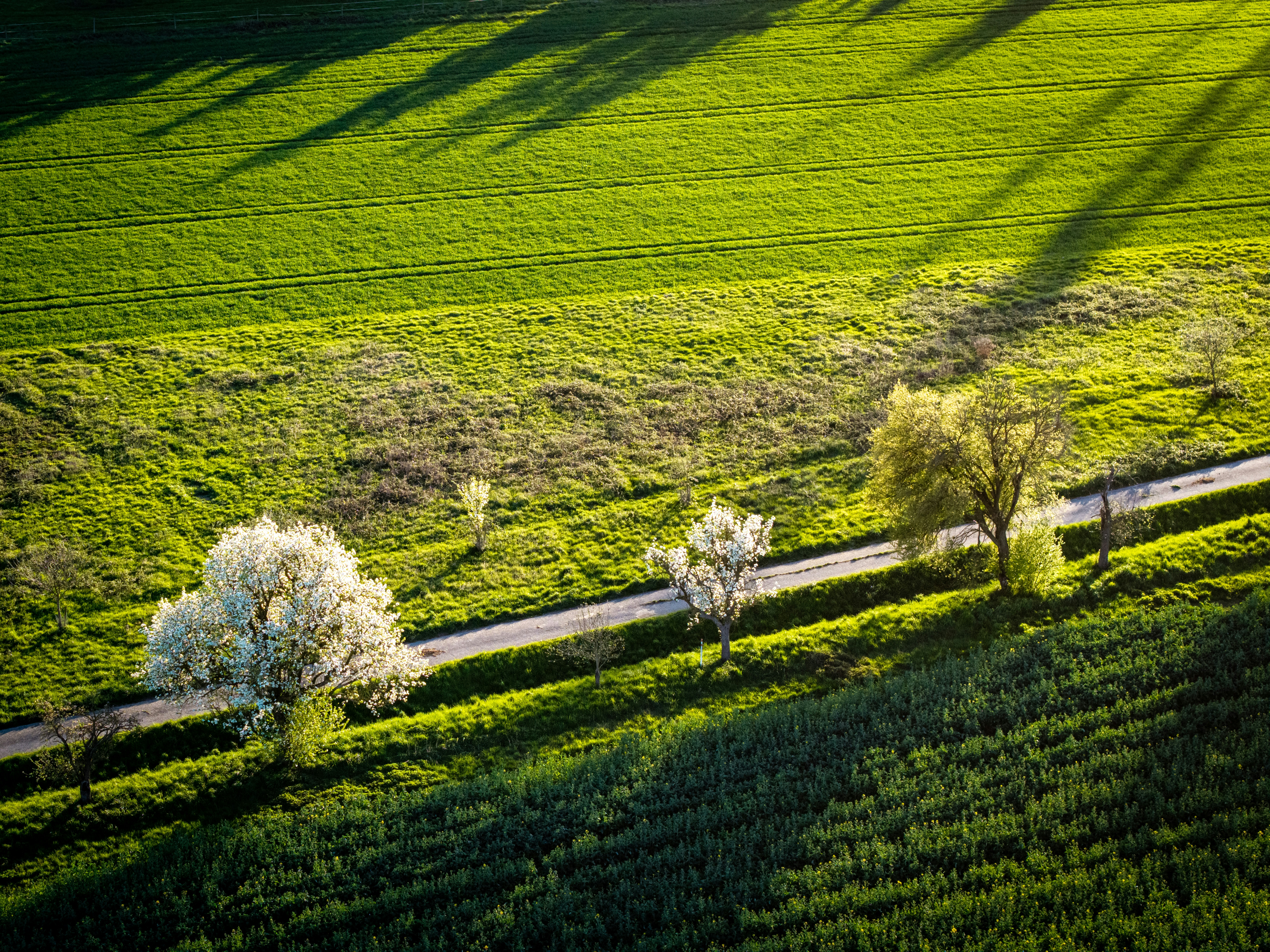 Aerial Emerald: Row of Blossoming Trees Amid Lime Fields