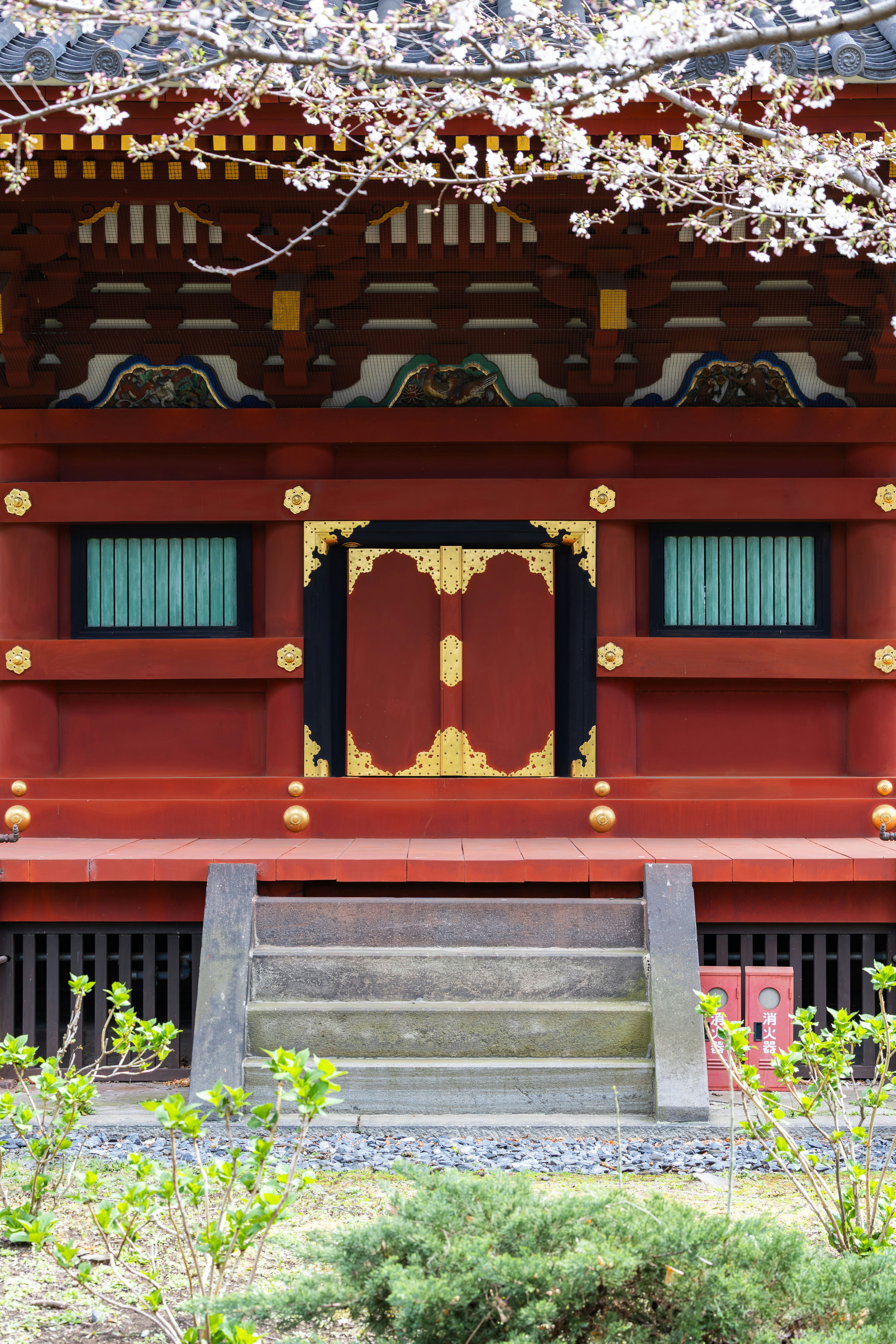 Red Gate in Bloom: A Shinto Shrine Facade Framed by Spring Blossoms