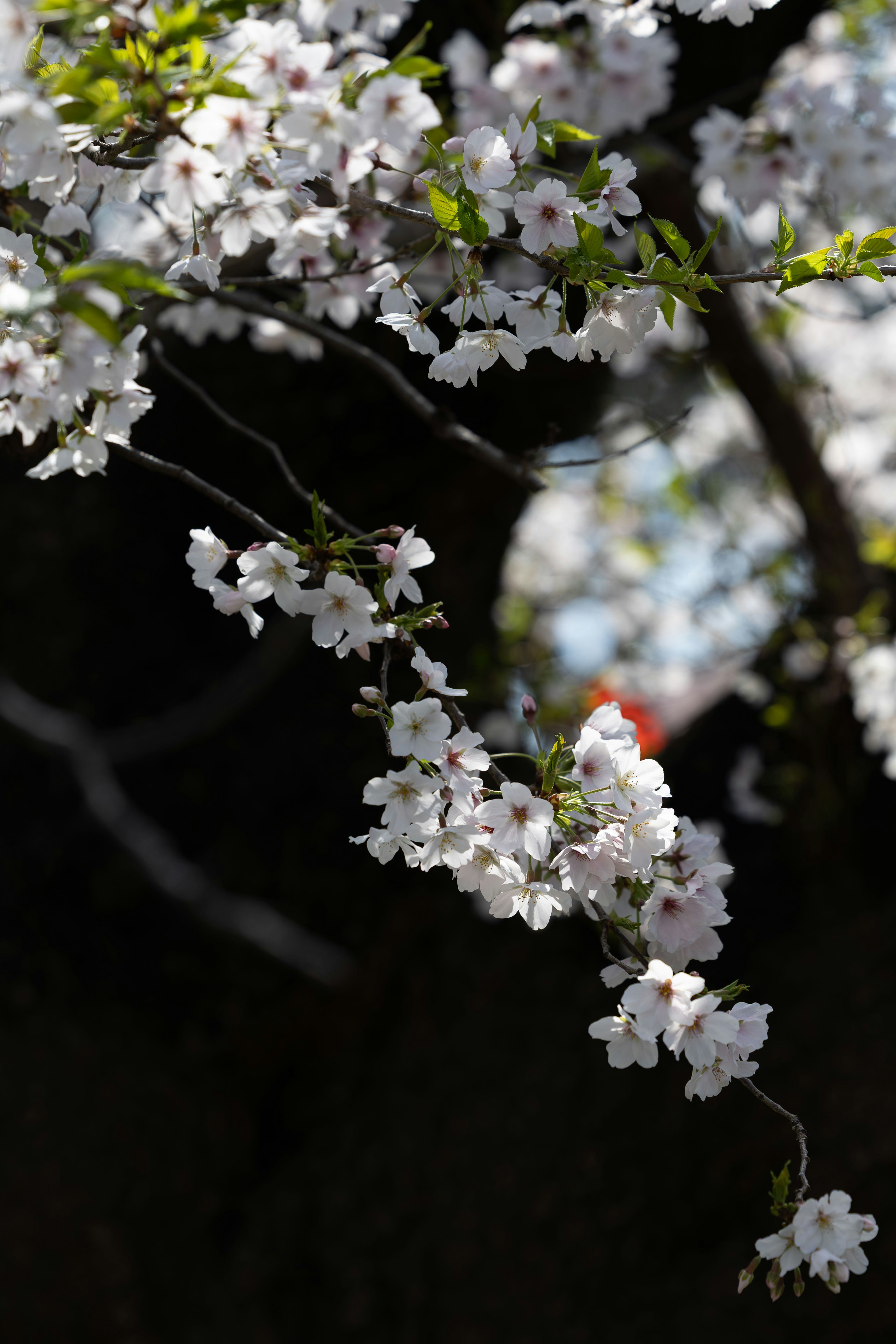 Whispers of Spring: A Branch of White Cherry Blossoms