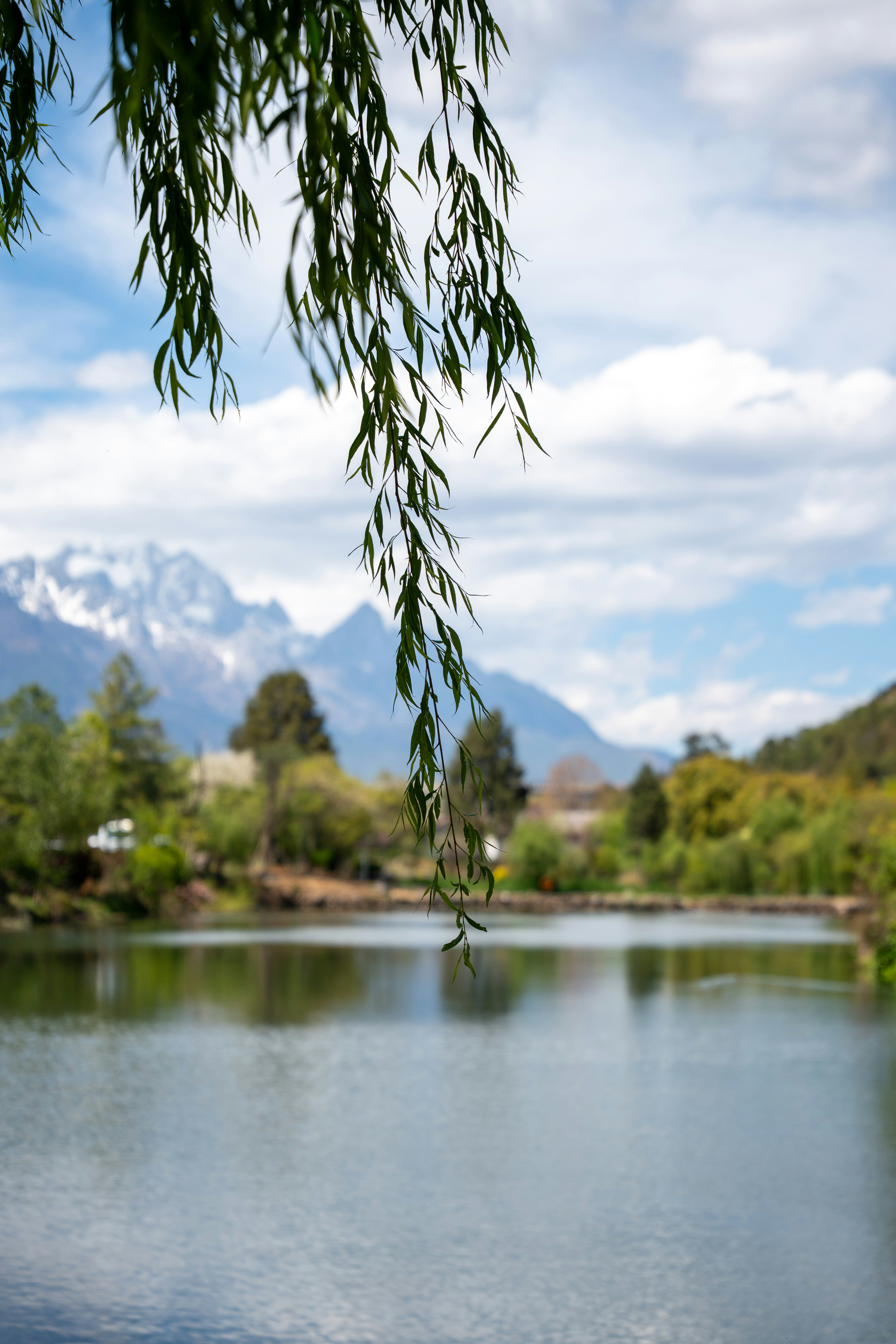 Willow Veil Over Quiet Water