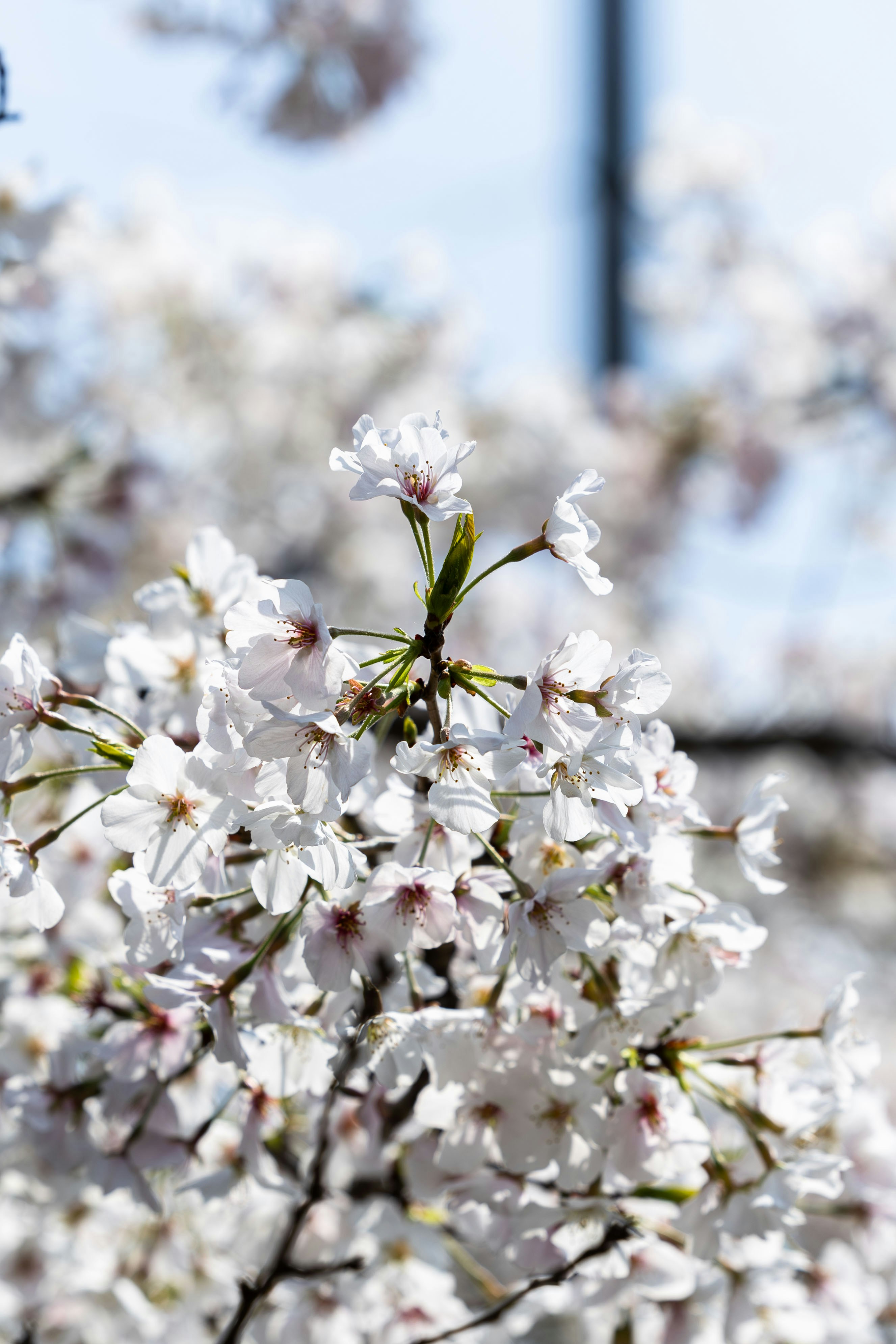 Cherry Blossom Cluster in Soft Focus Spring Light