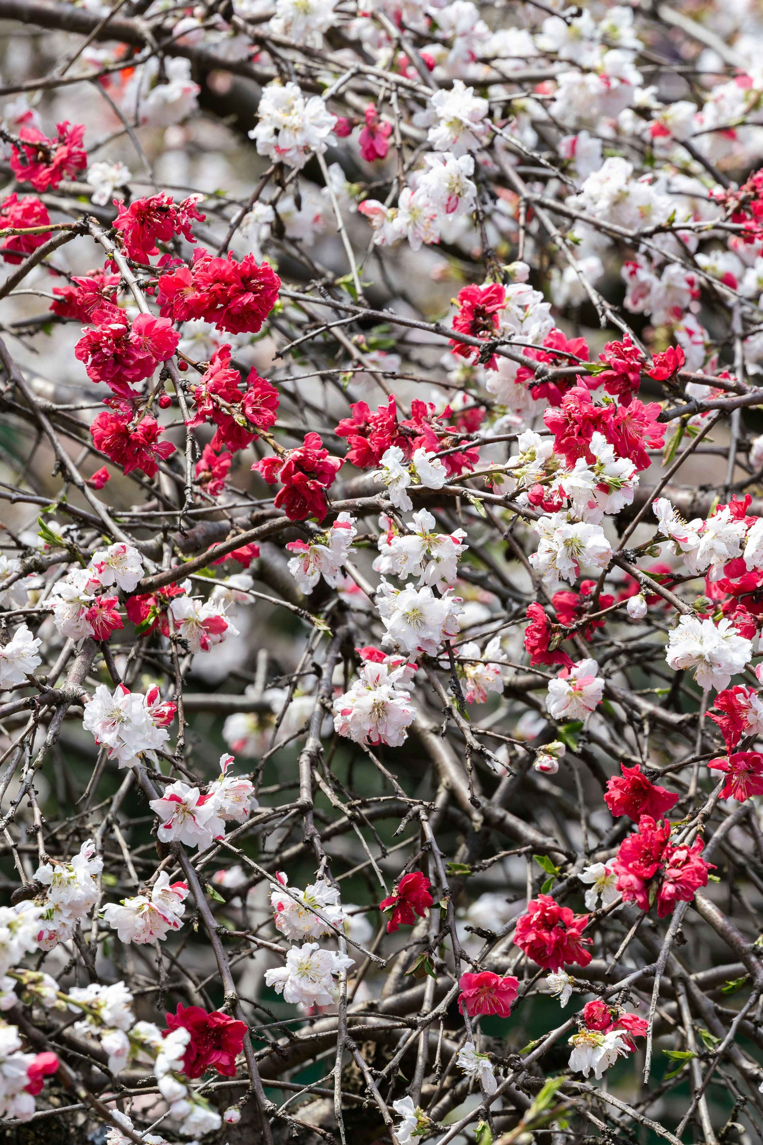 Crimson and Ivory Blossoms: A Tangle of Spring’s Heart