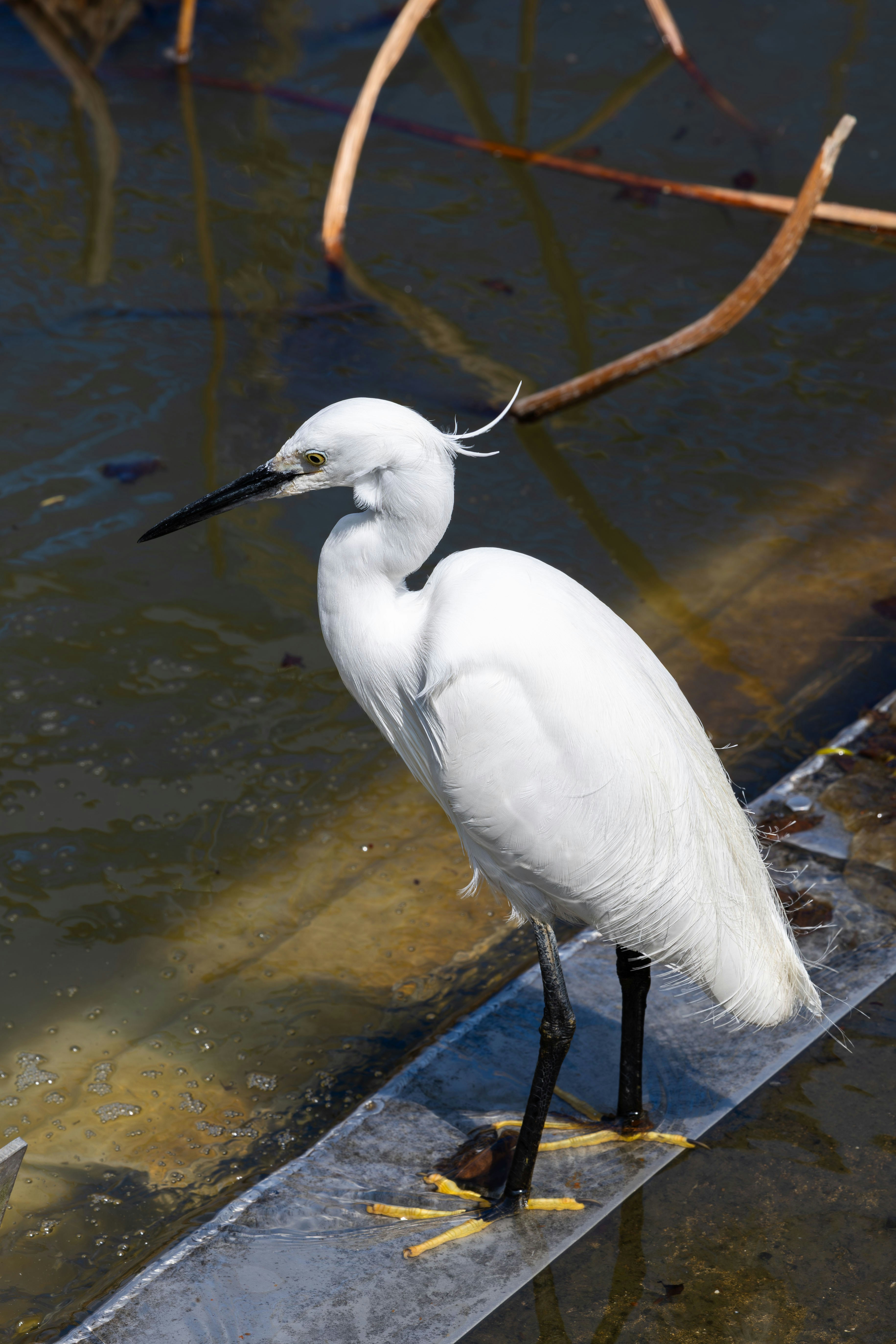 Elegant Egret at the Water's Edge