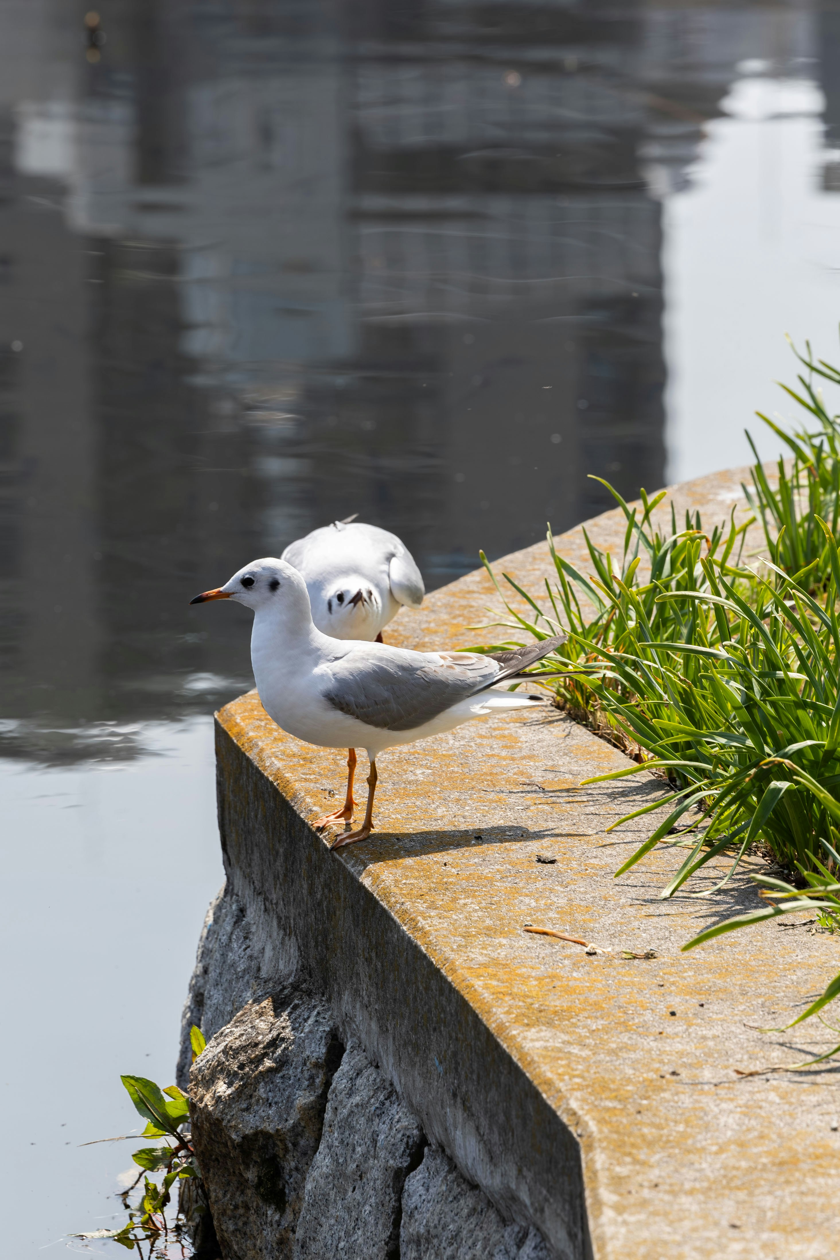 Seagull Sentinel at the Concrete Edge