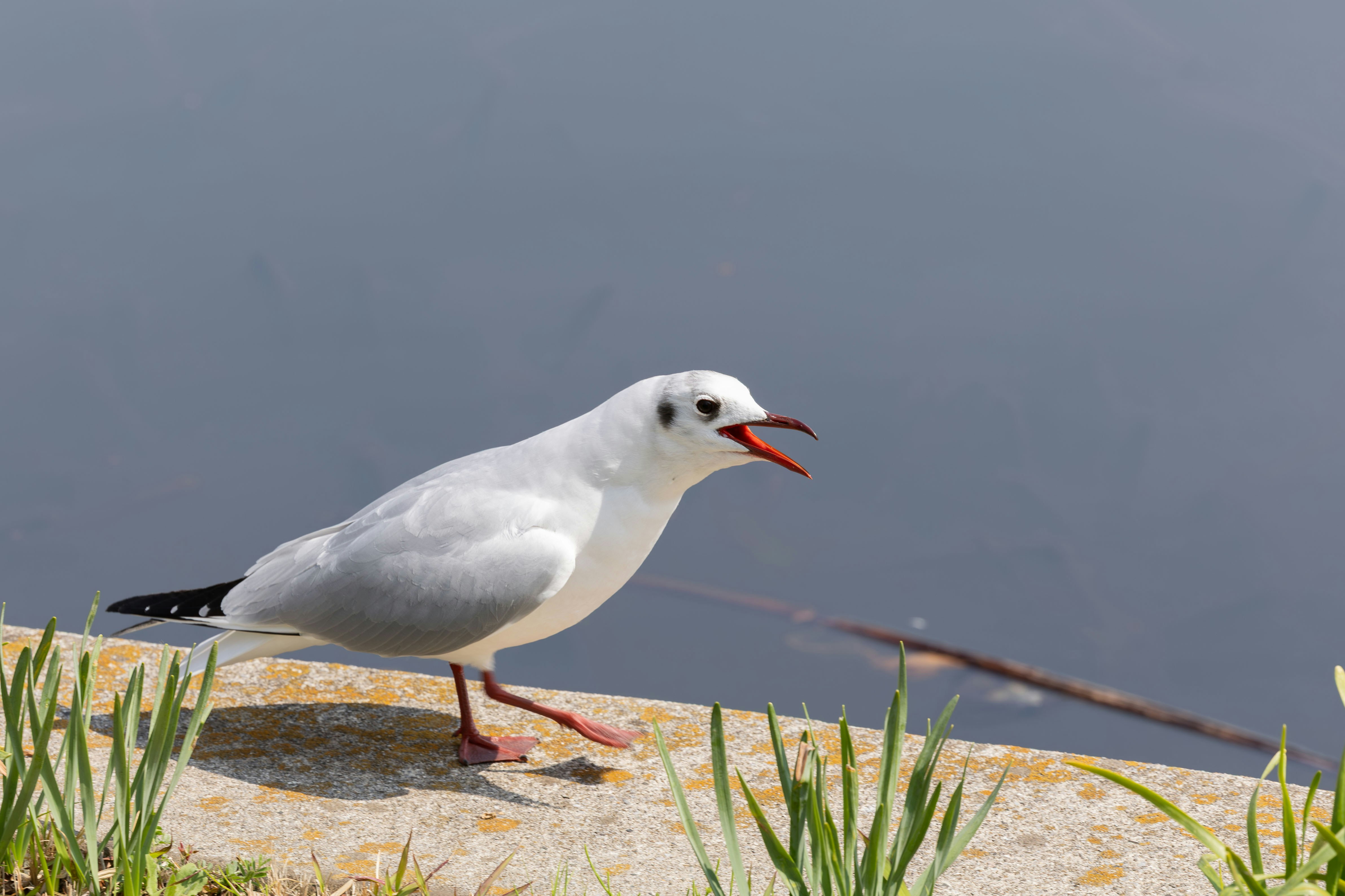 White Harbor Gull with Open Beak at the Edge of a Quiet Lake
